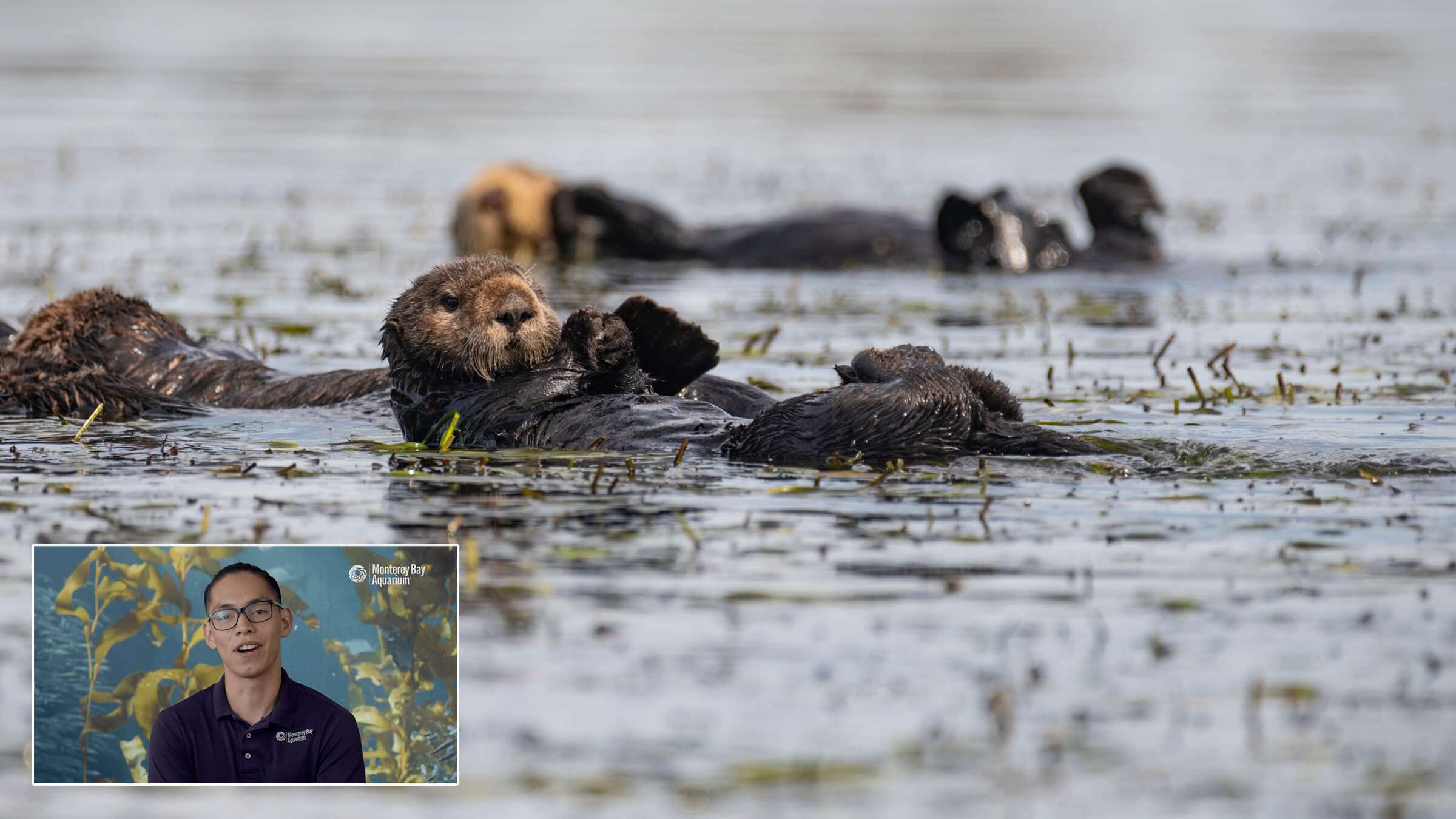 Busy sea otters | Video lesson | Monterey Bay Aquarium