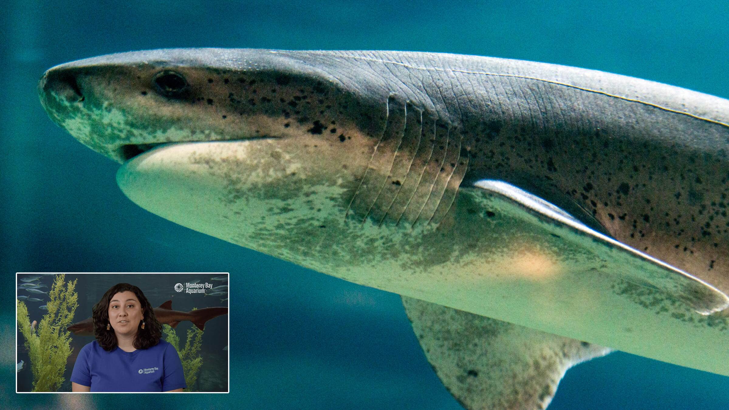 Sharks: The Real Story | Video lesson | Monterey Bay Aquarium