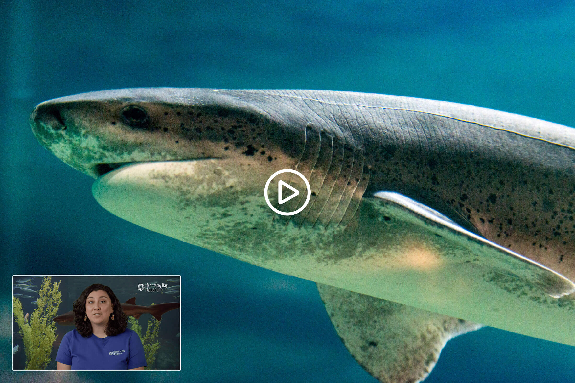 Shark | Live cam | Monterey Bay Aquarium