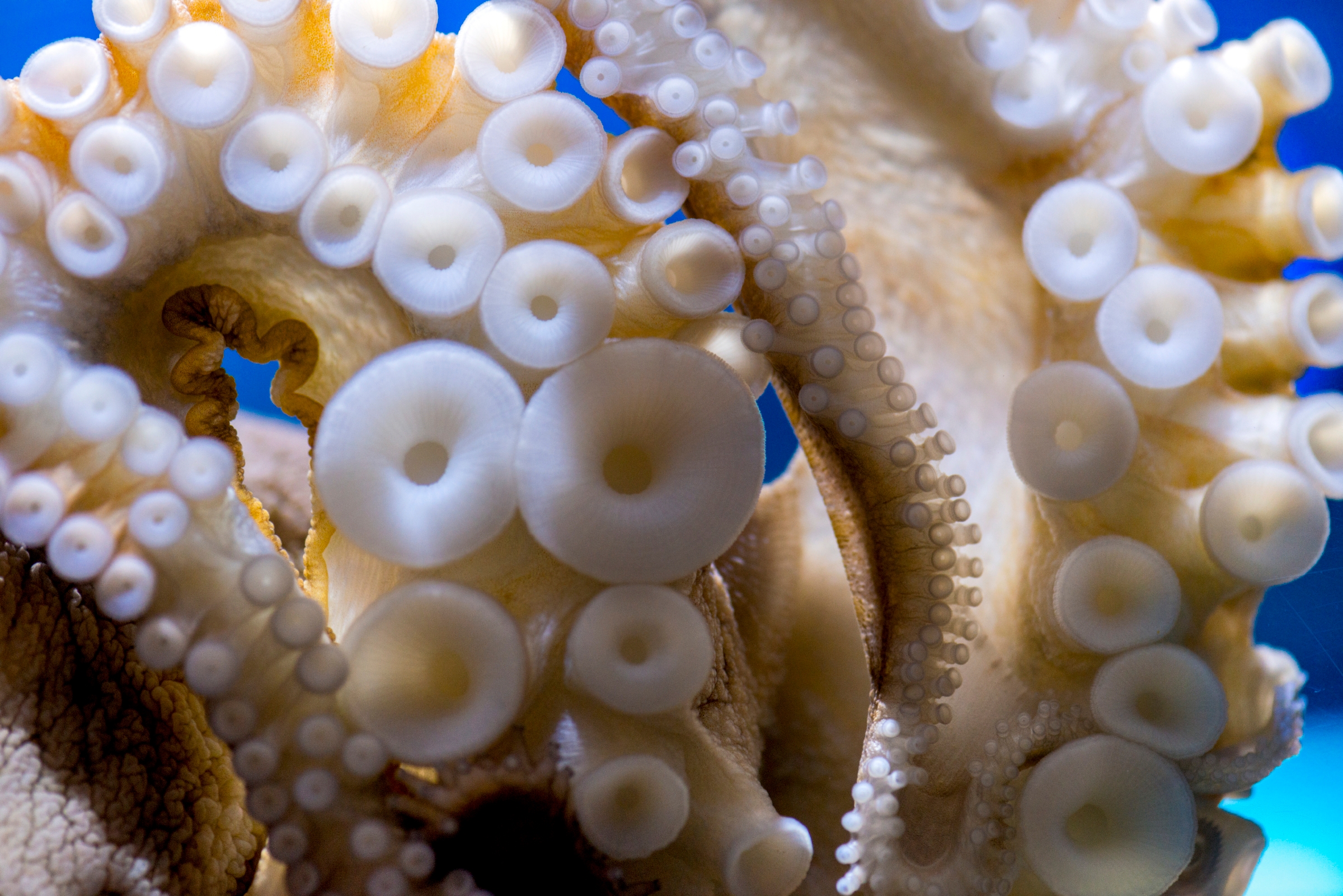 Red octopus | Animals | Monterey Bay Aquarium
