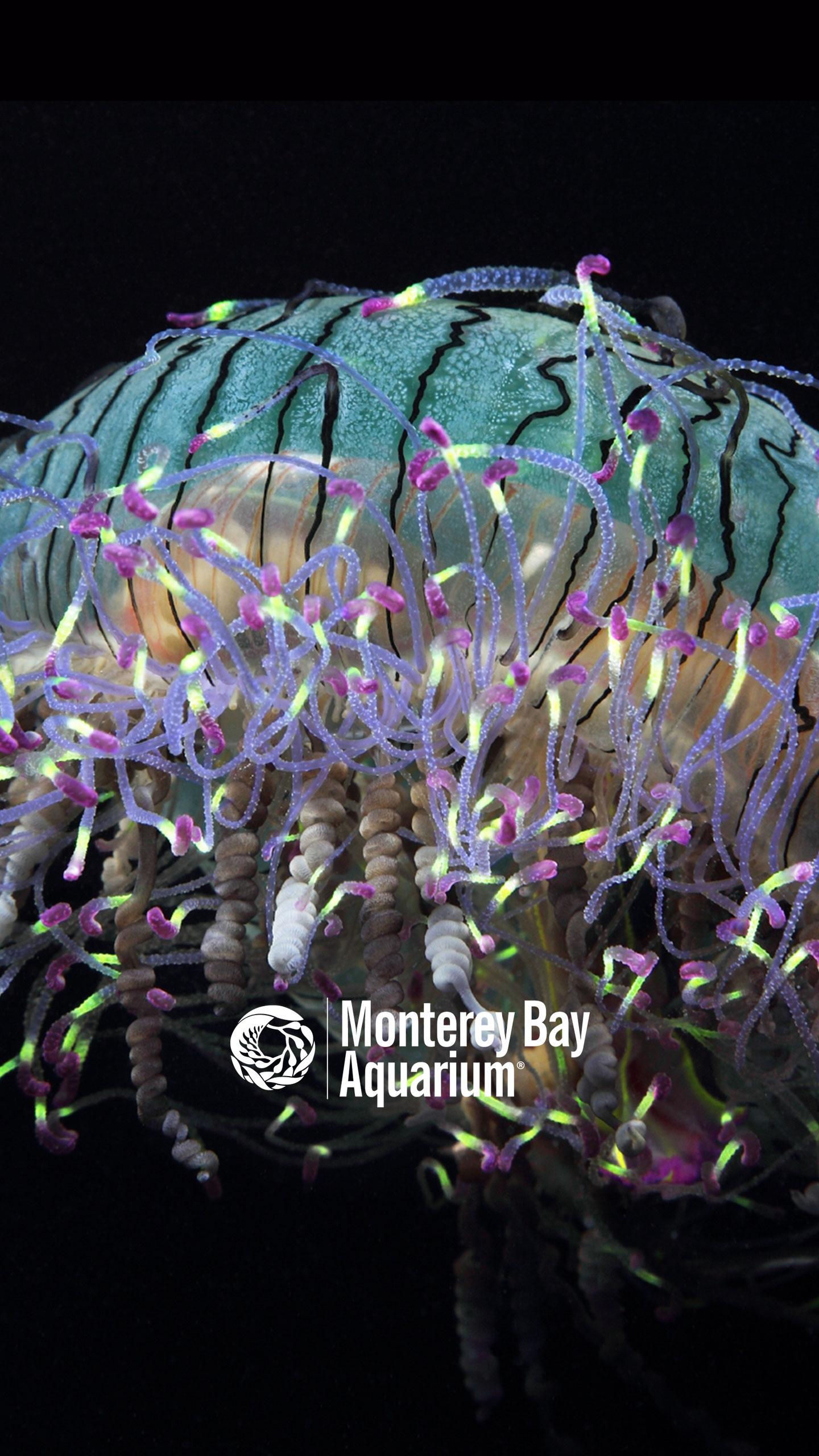 Flower Hat Jellyfish