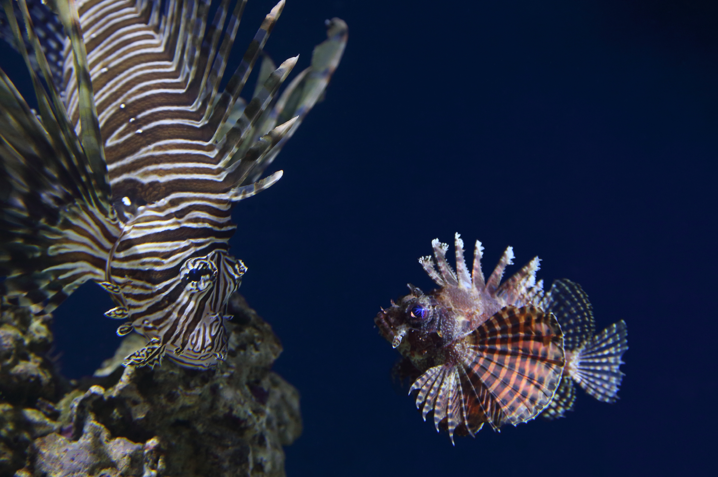 Pacific hagfish | Animals | Monterey Bay Aquarium