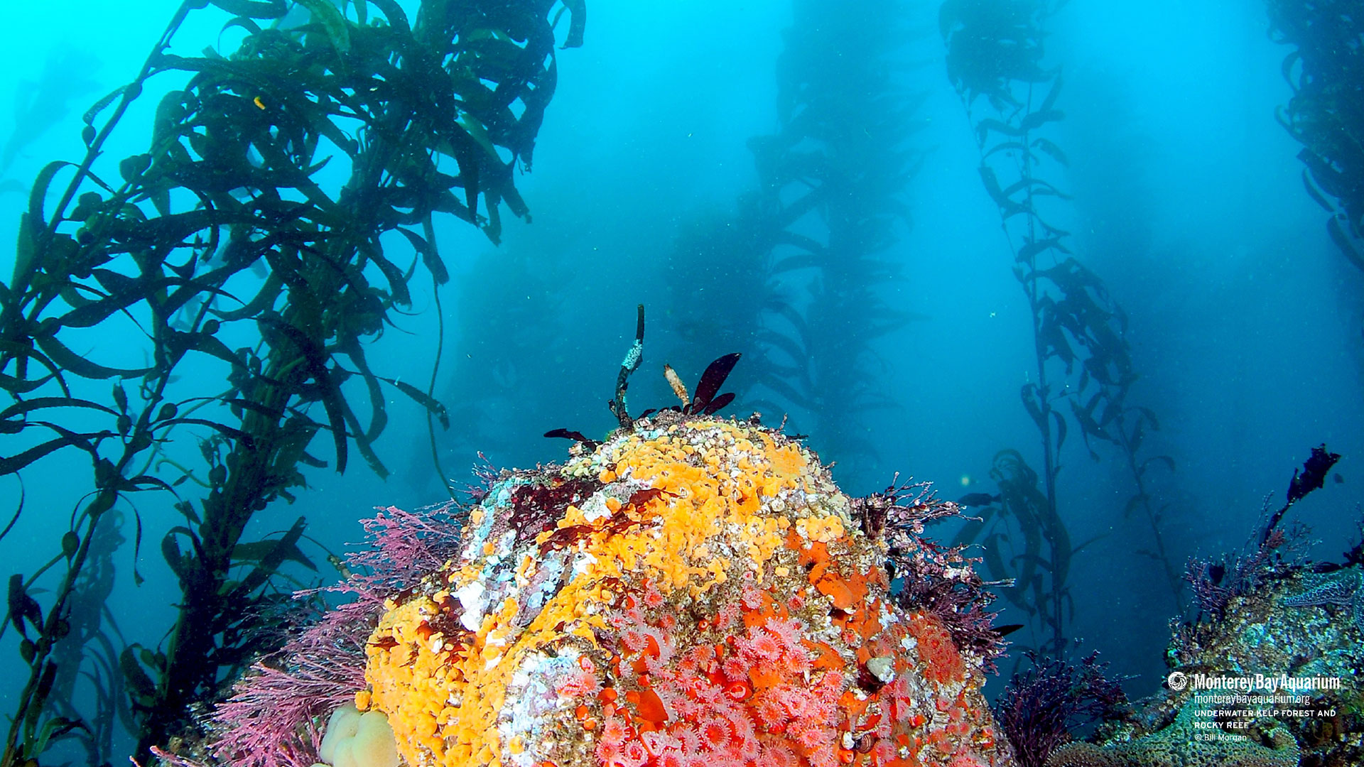 Kelp Forest Wallpaper