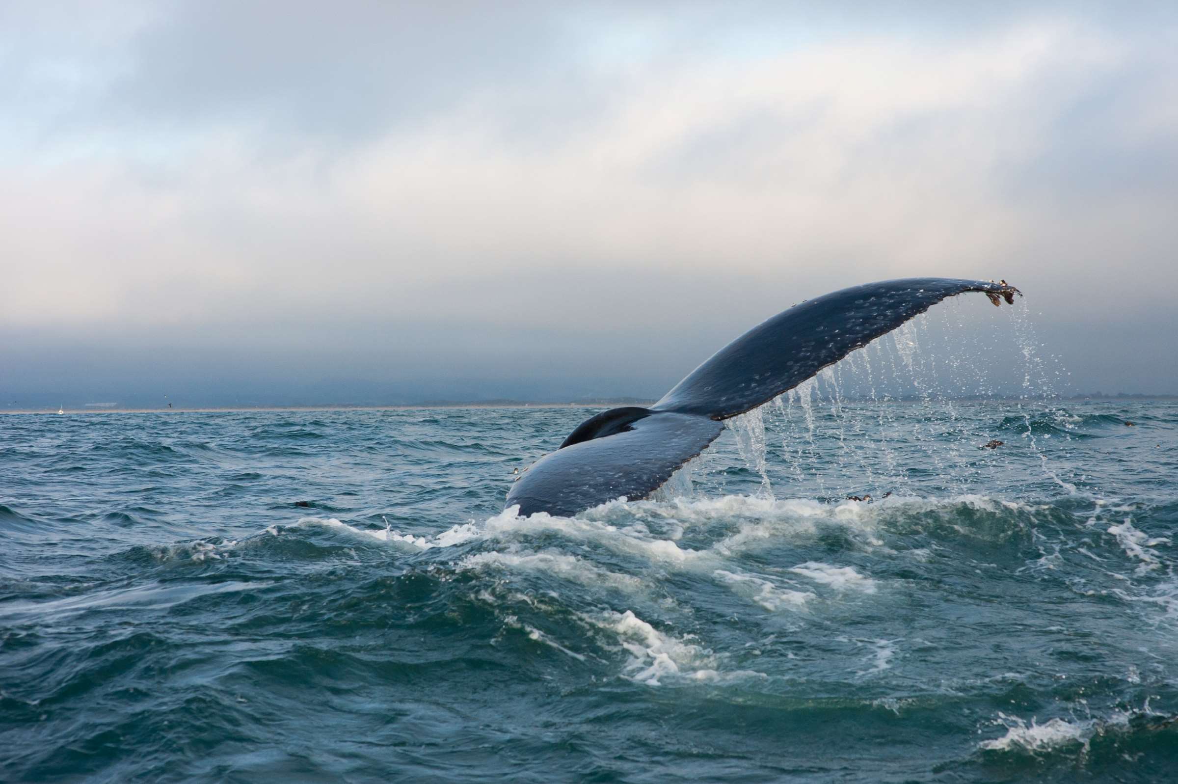 Monterey Bay Aquarium refreshes its brand | Stories | Monterey Bay Aquarium