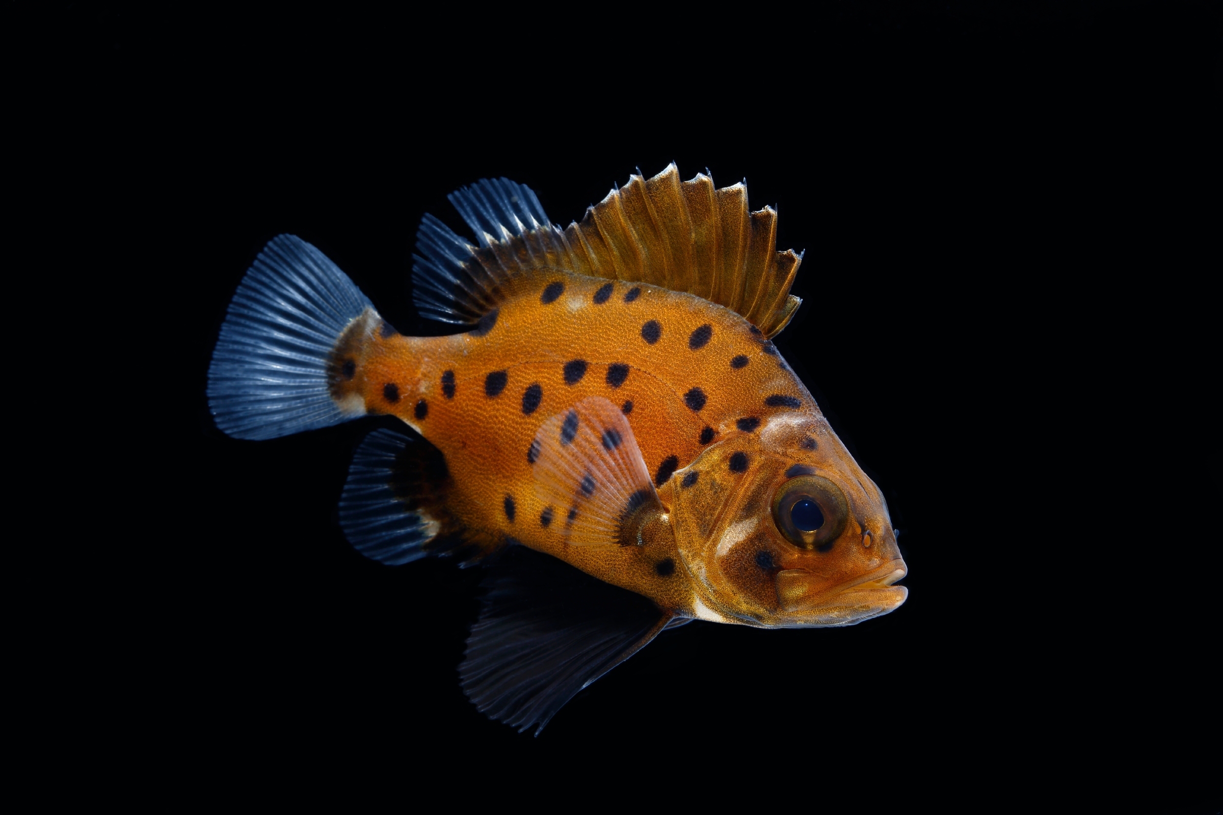 Lingcod | Animals | Monterey Bay Aquarium