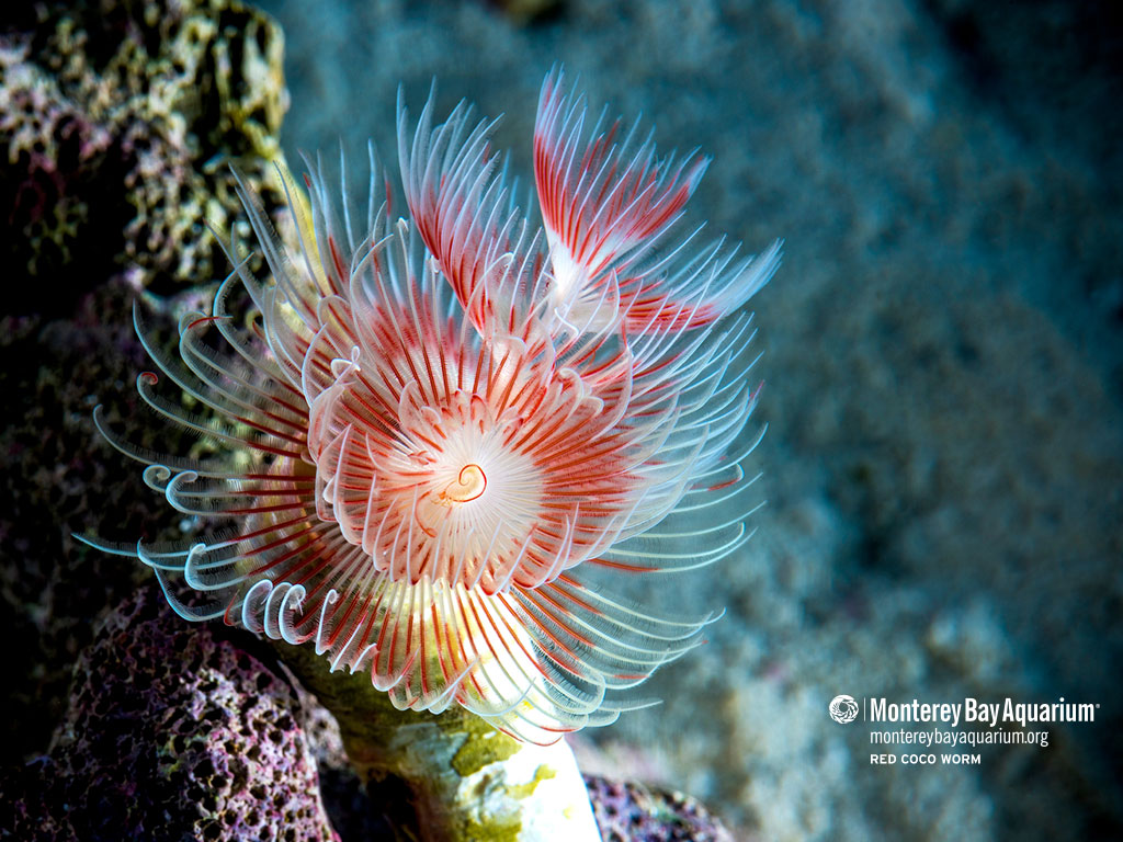 Red Feather Duster Worm