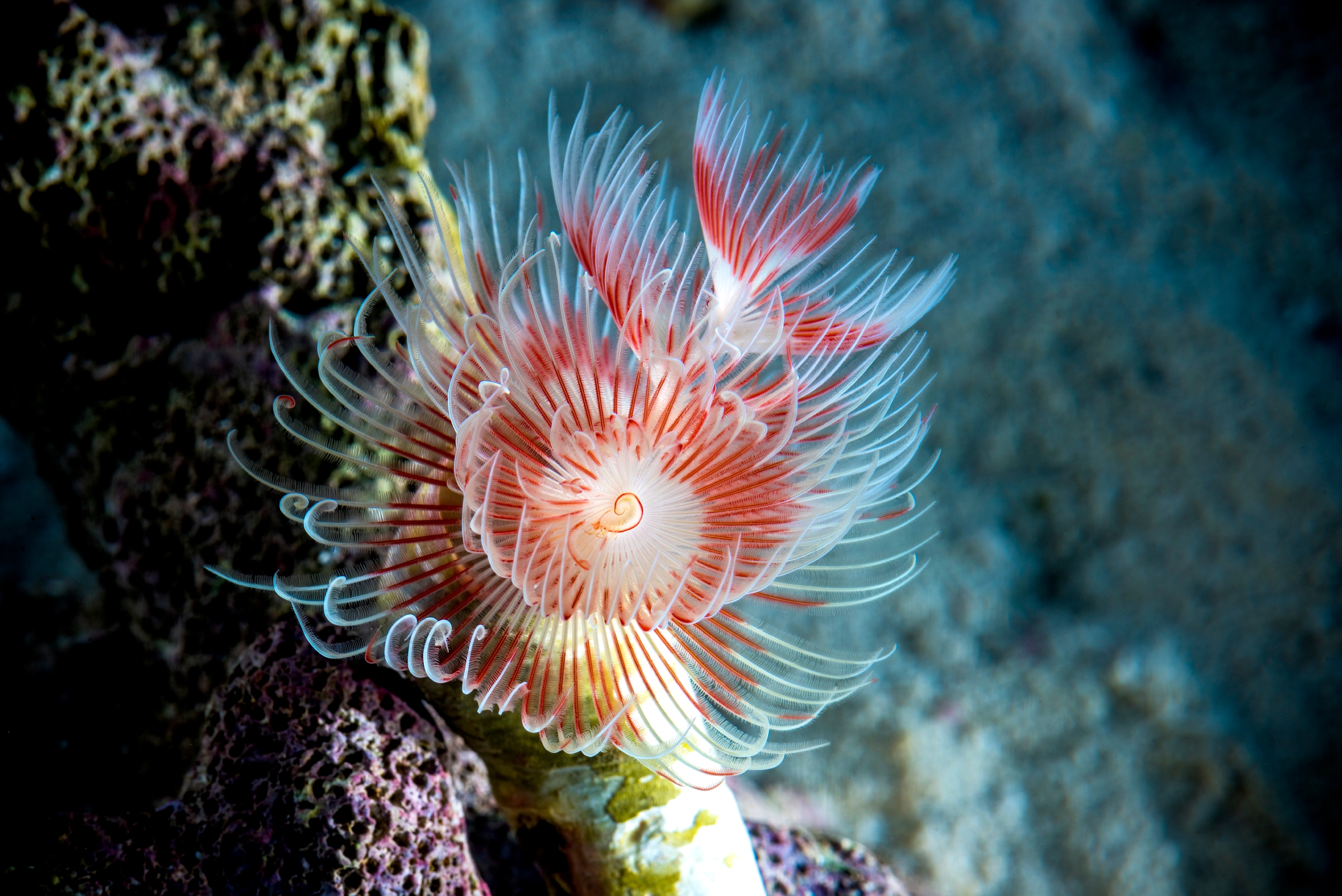 Predatory tunicate | Animals | Monterey Bay Aquarium