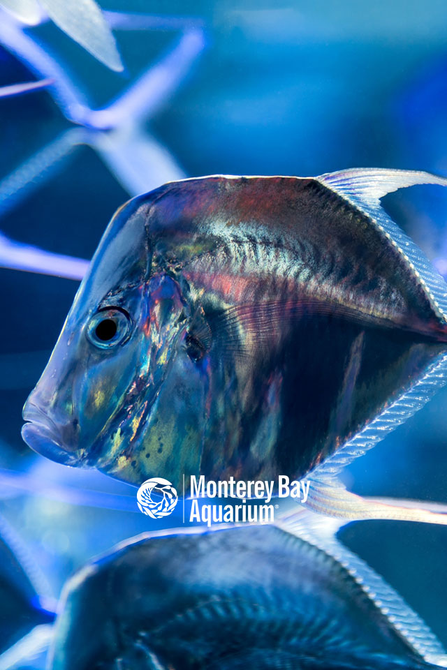 Lookdowns | Wallpapers | Monterey Bay Aquarium