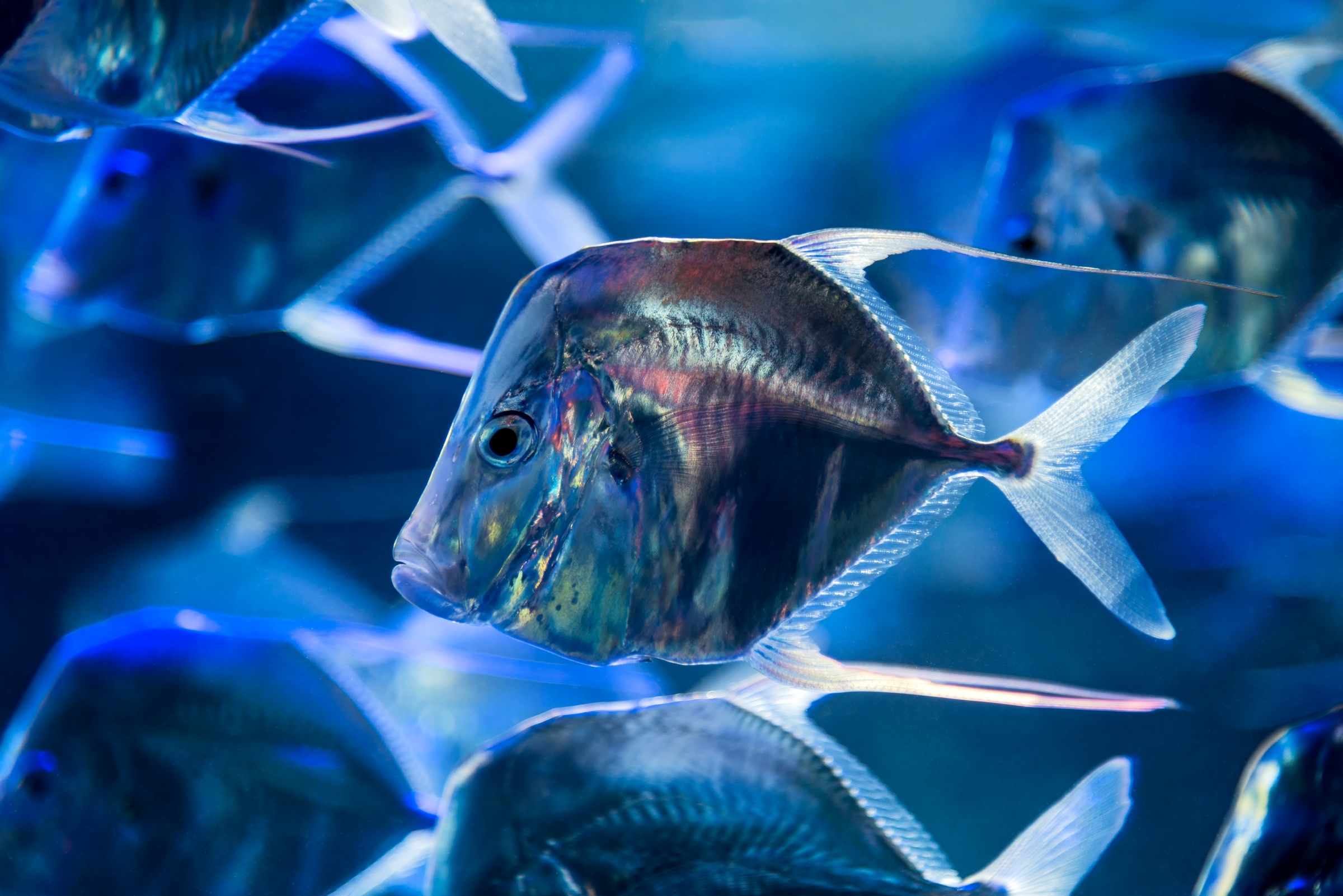 Fanfin anglerfish | Animals | Monterey Bay Aquarium