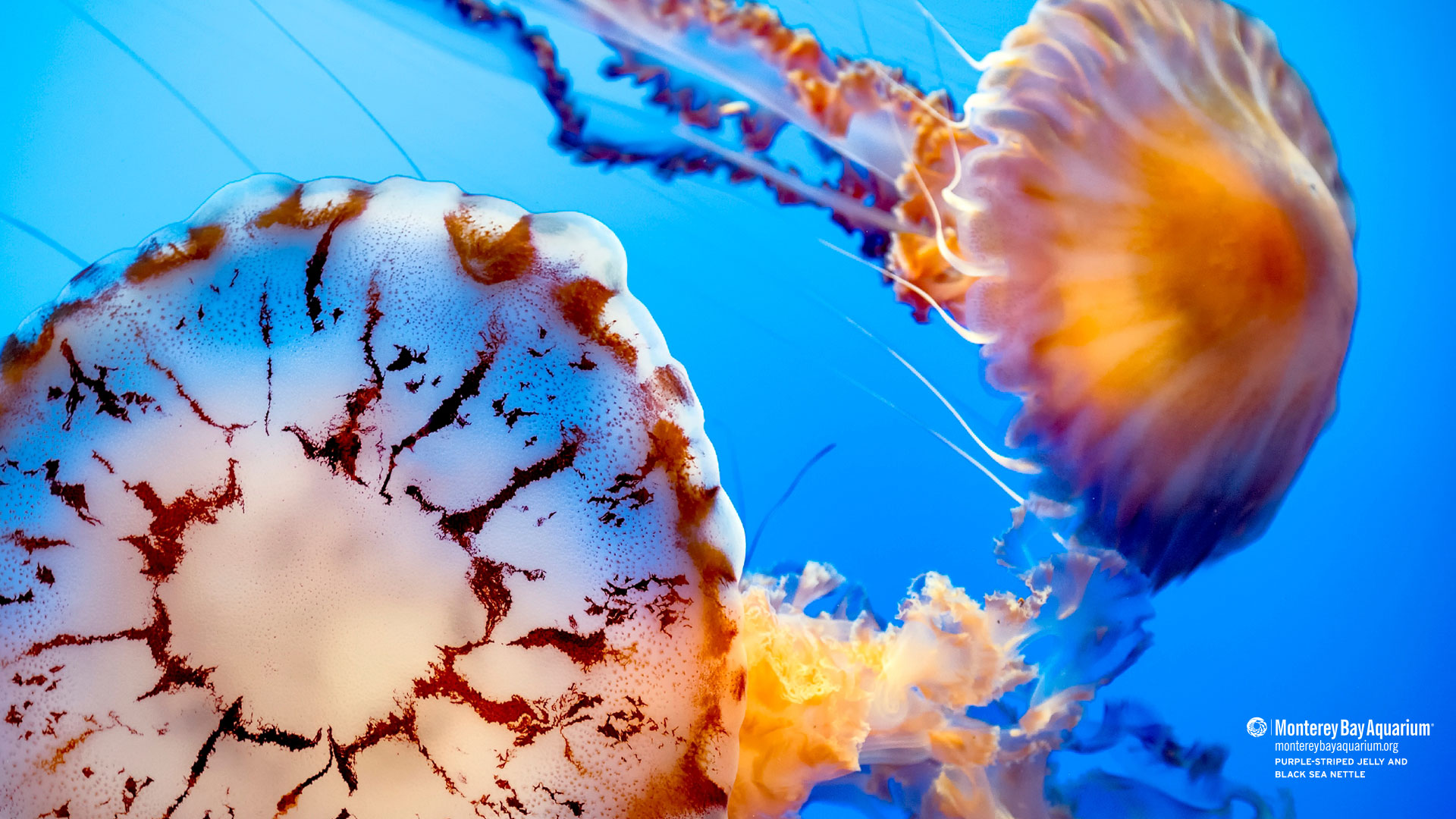 Nettle Wallpaper Animals Jellyfish