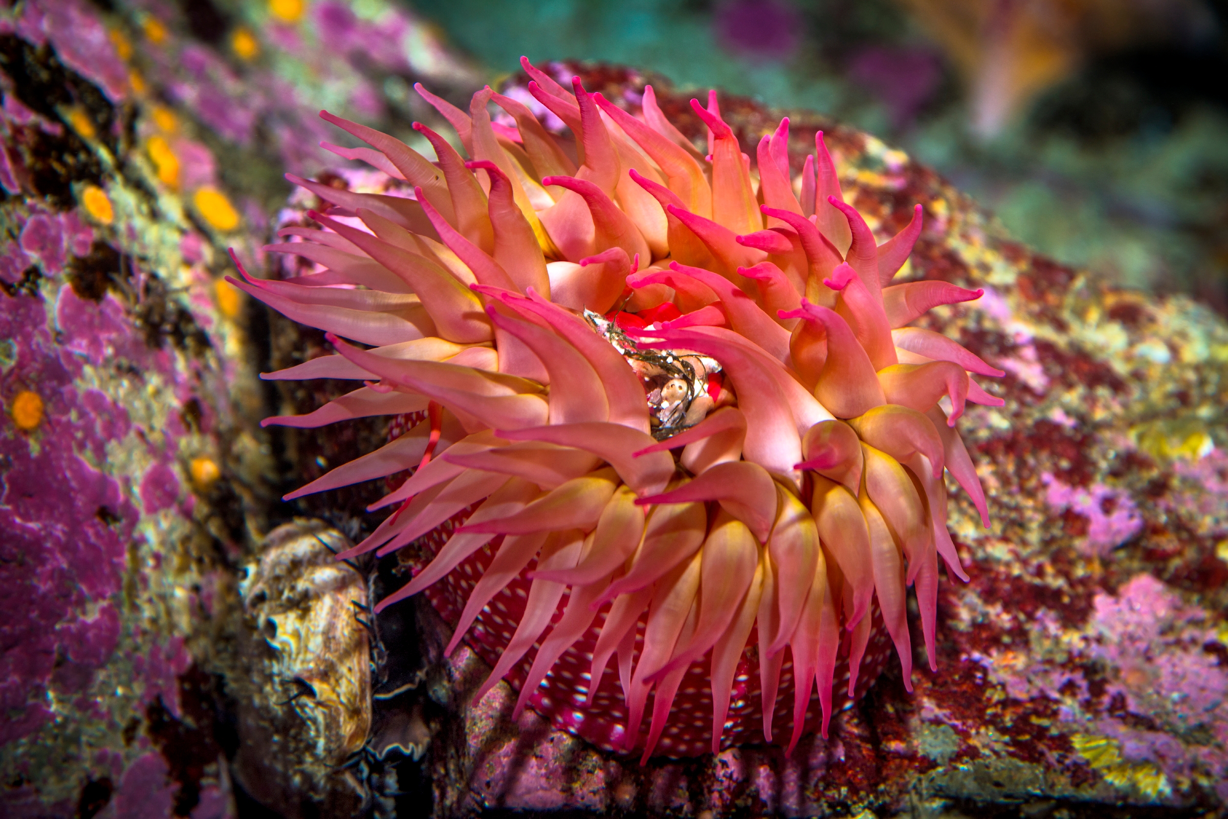 Sea lemon | Animals | Monterey Bay Aquarium