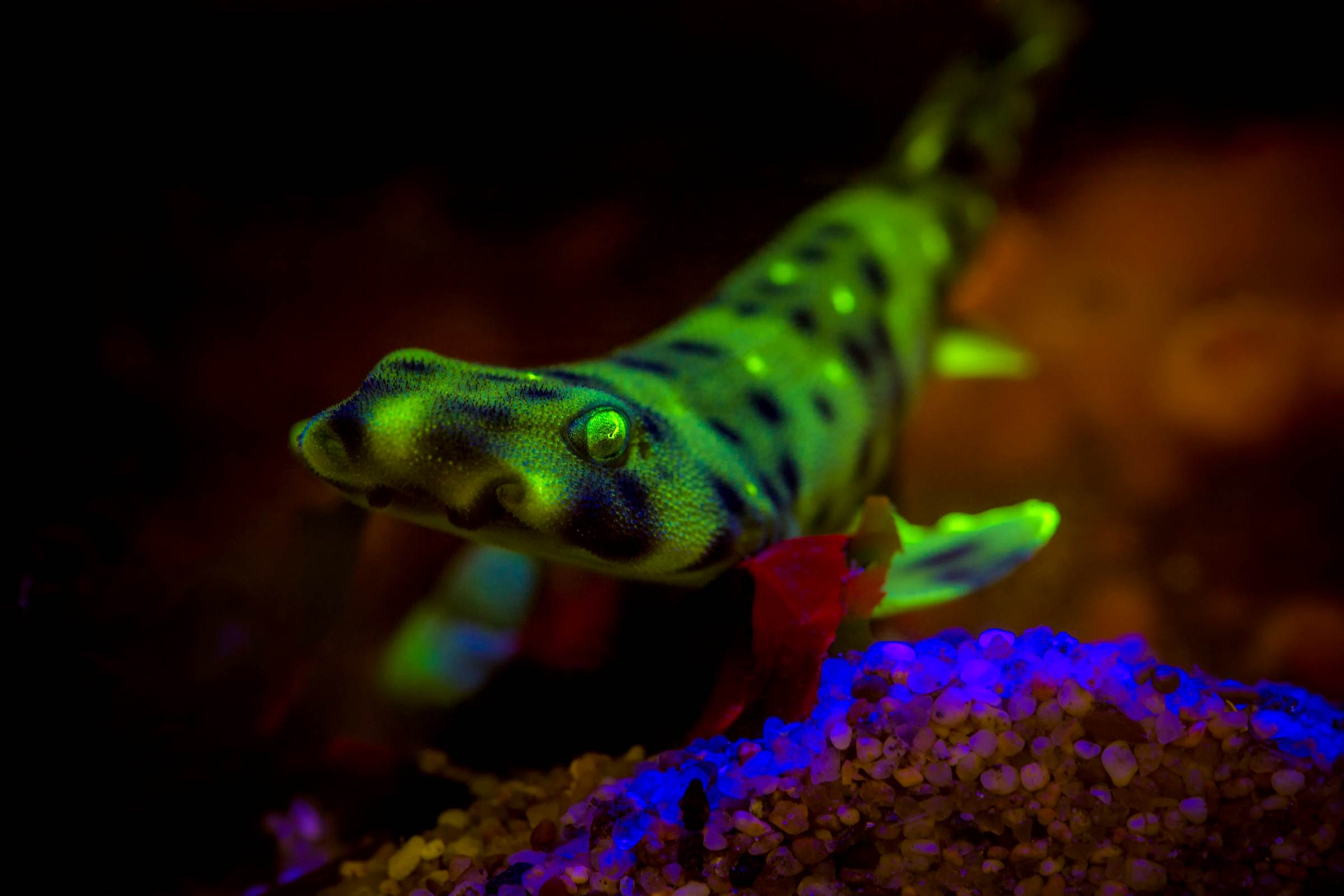 Swell shark biofluorescence | Wallpapers | Monterey Bay Aquarium