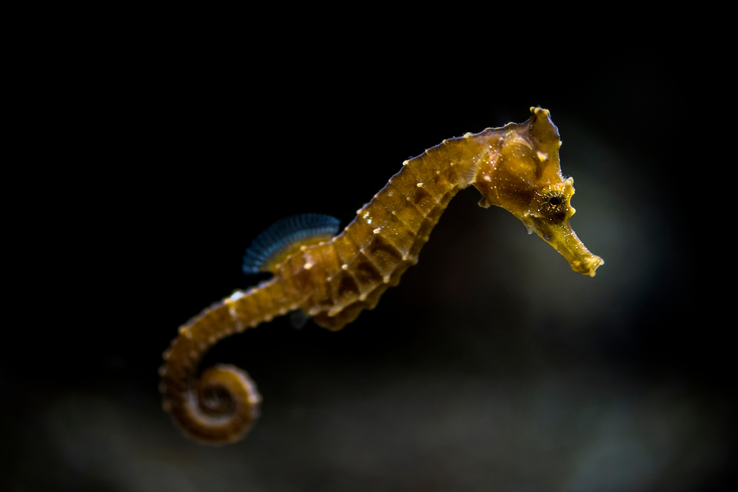 Pacific hagfish | Animals | Monterey Bay Aquarium