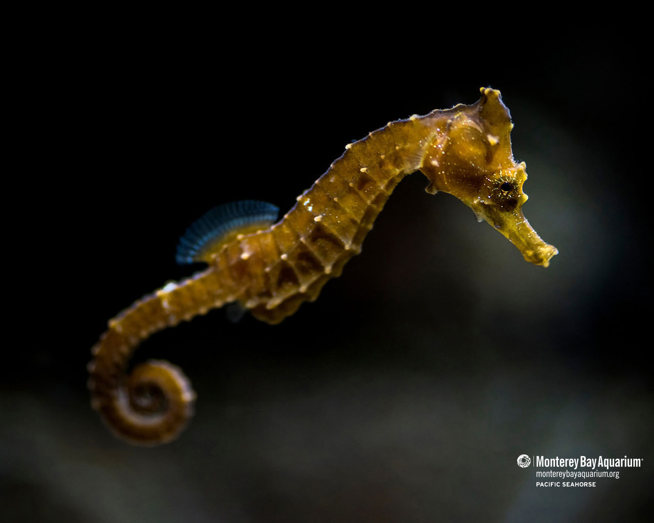 Seahorse Wallpaper Android Seahorse Wallpaper Etsy UK