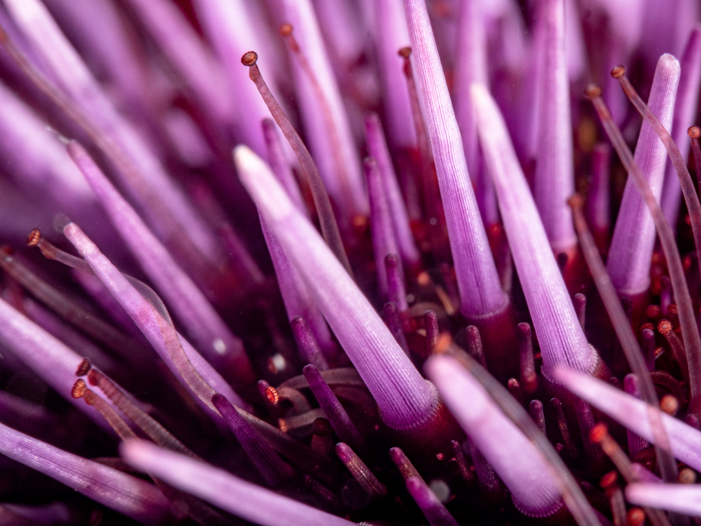 Fat innkeeper worm | Animals | Monterey Bay Aquarium