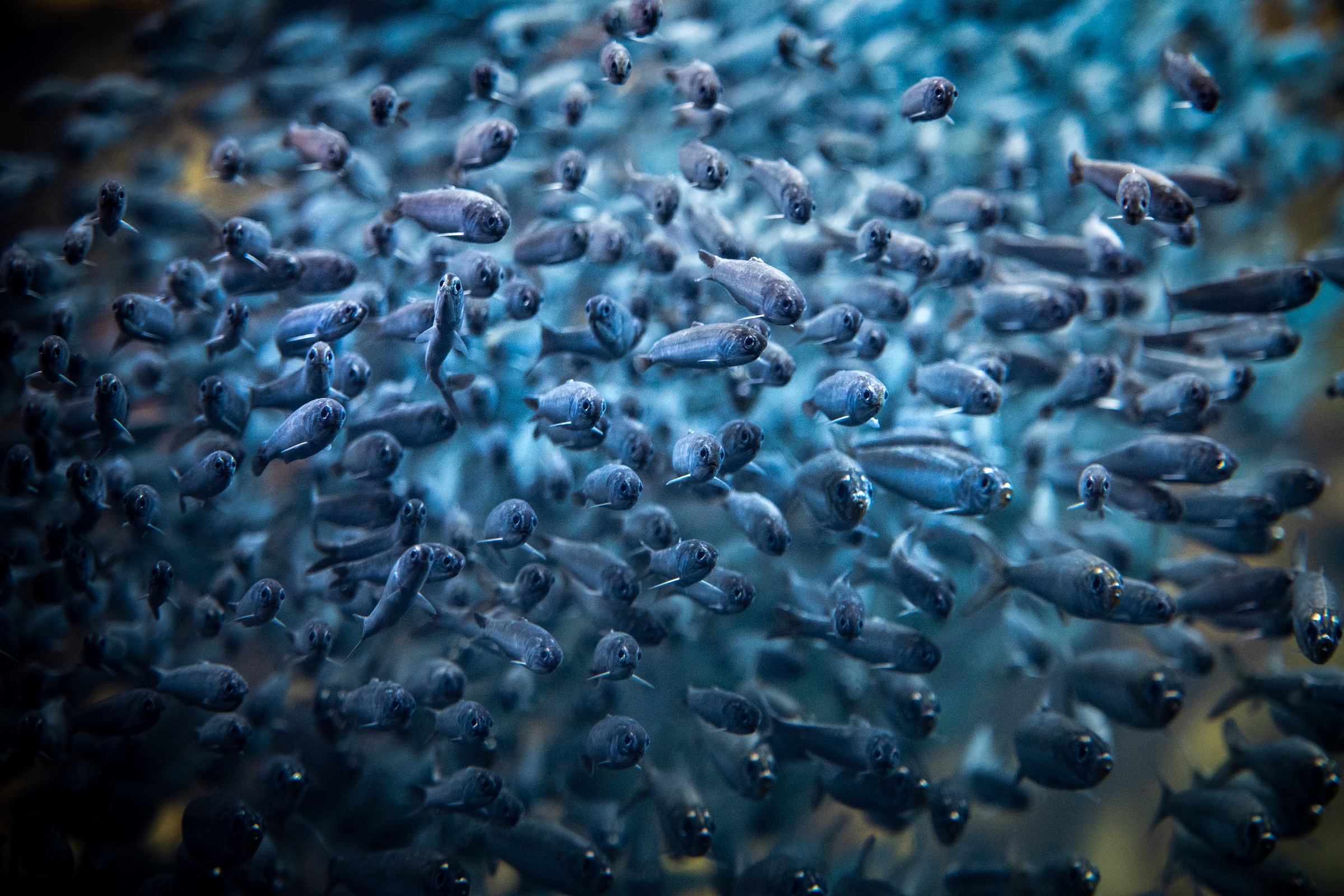 Northern anchovy | Animals | Monterey Bay Aquarium