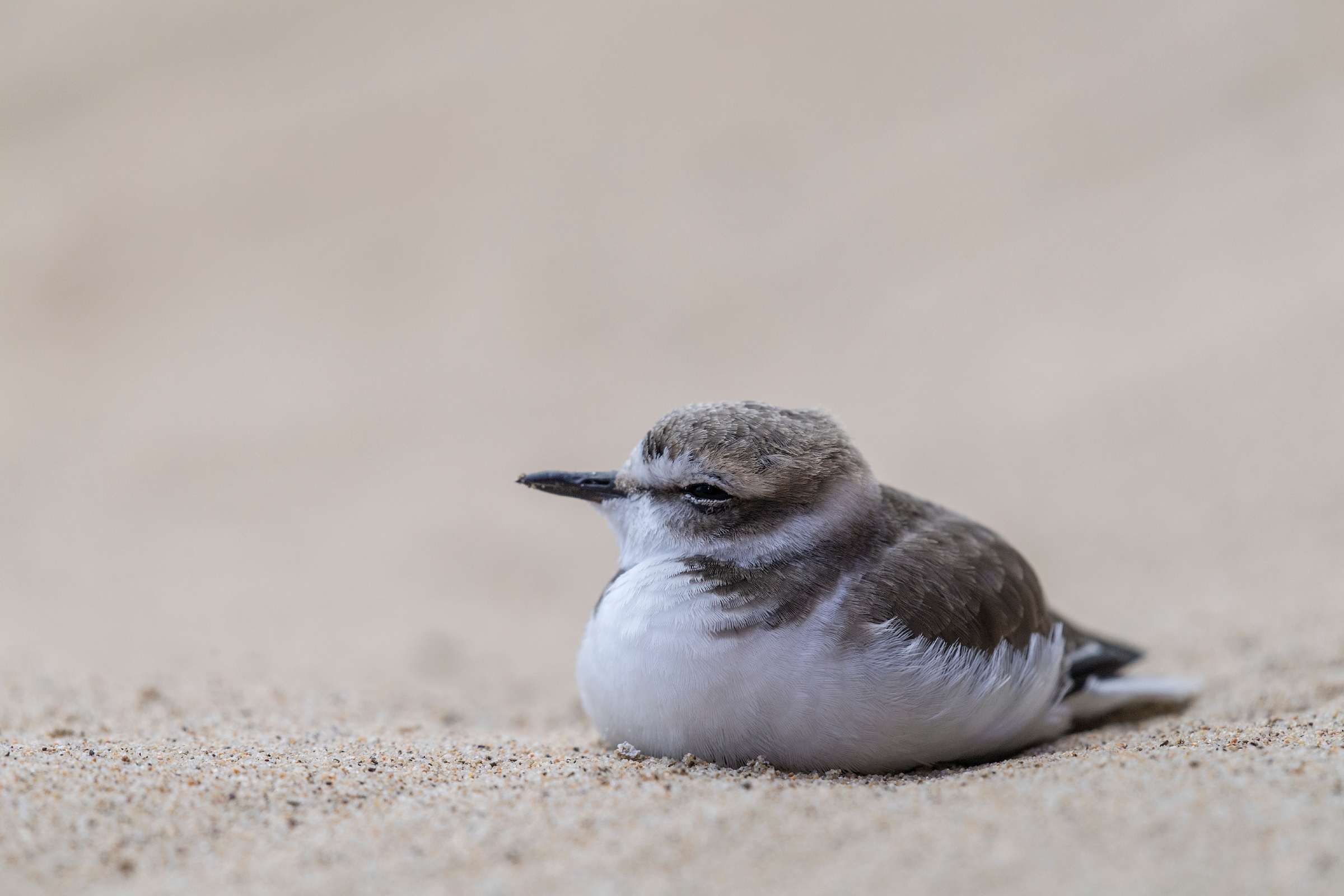 Common murre | Animals | Monterey Bay Aquarium