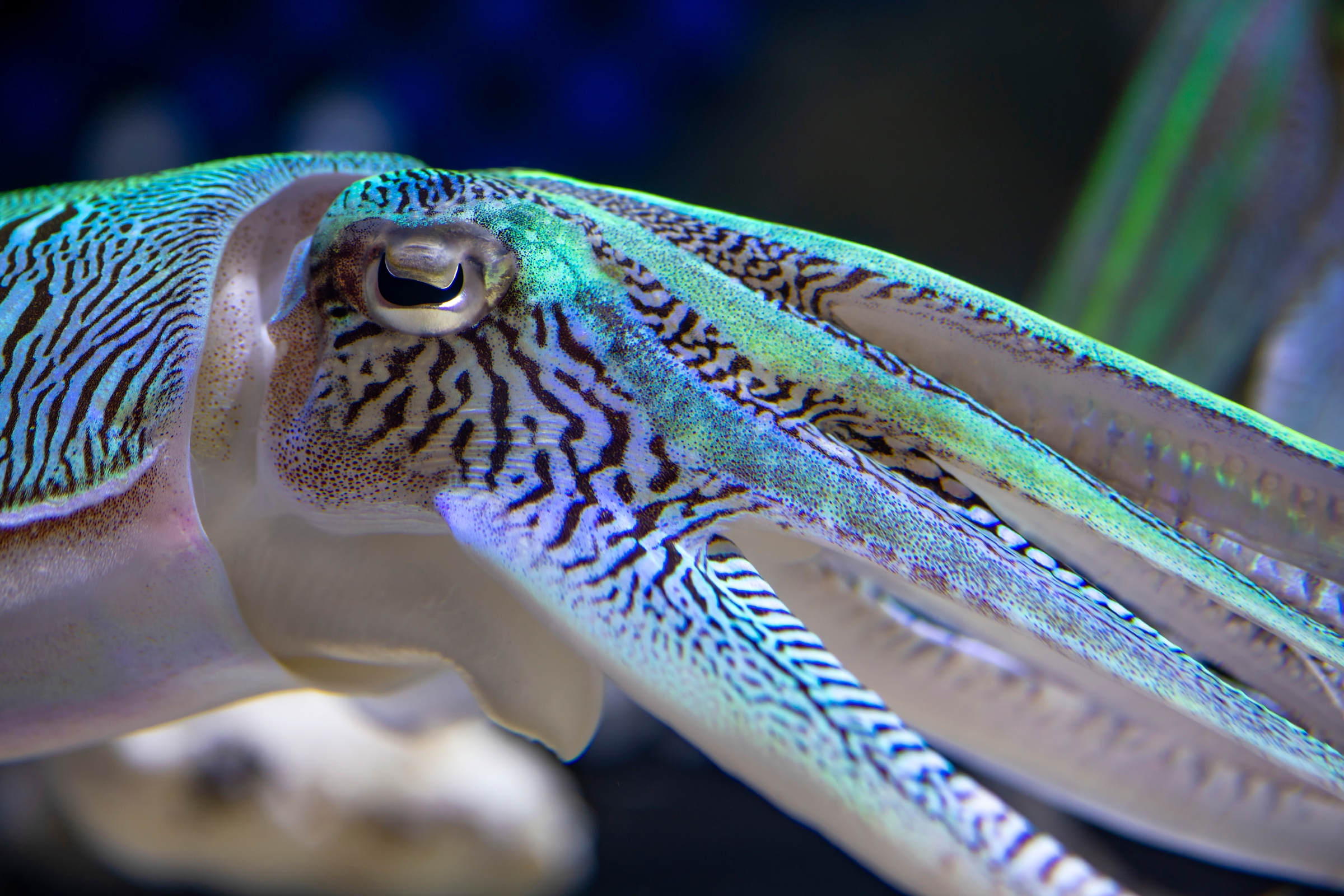 Flamboyant cuttlefish | Animals | Monterey Bay Aquarium