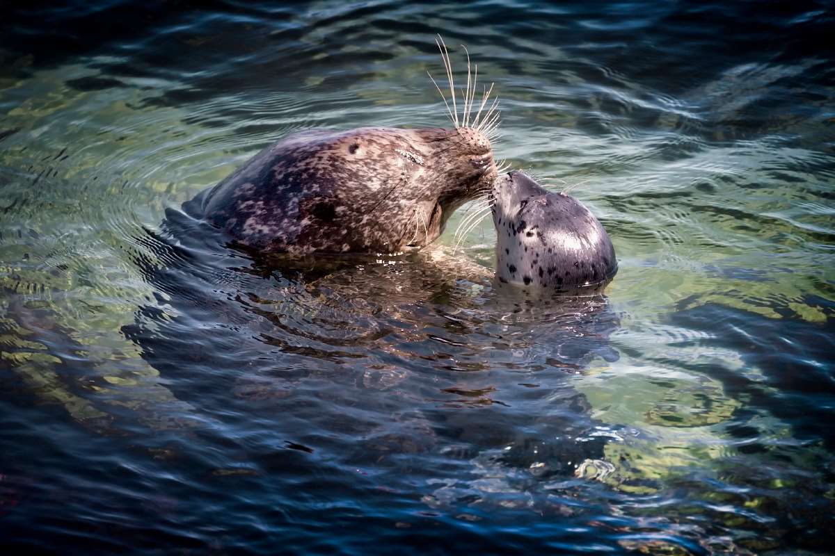 Harbor seal | Animals | Monterey Bay Aquarium