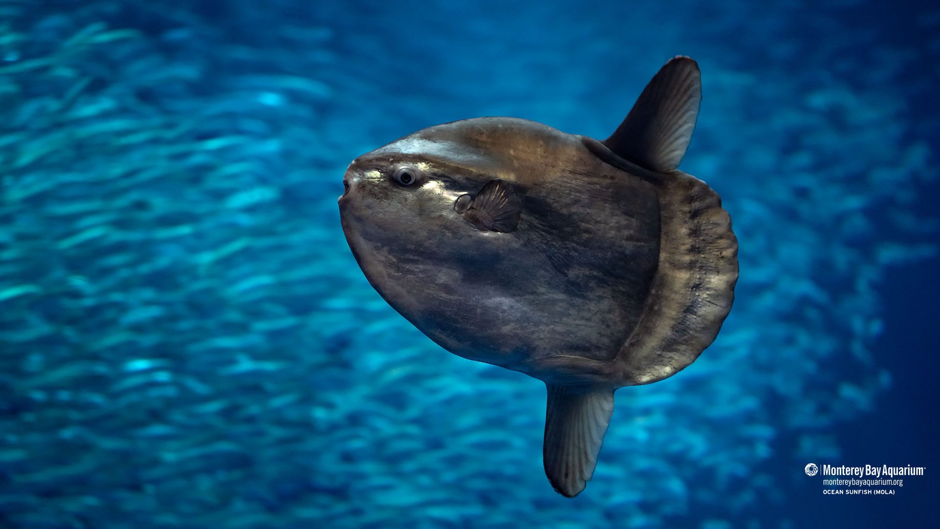Ocean sunfish wallpaper from the Monterey Bay Aquarium