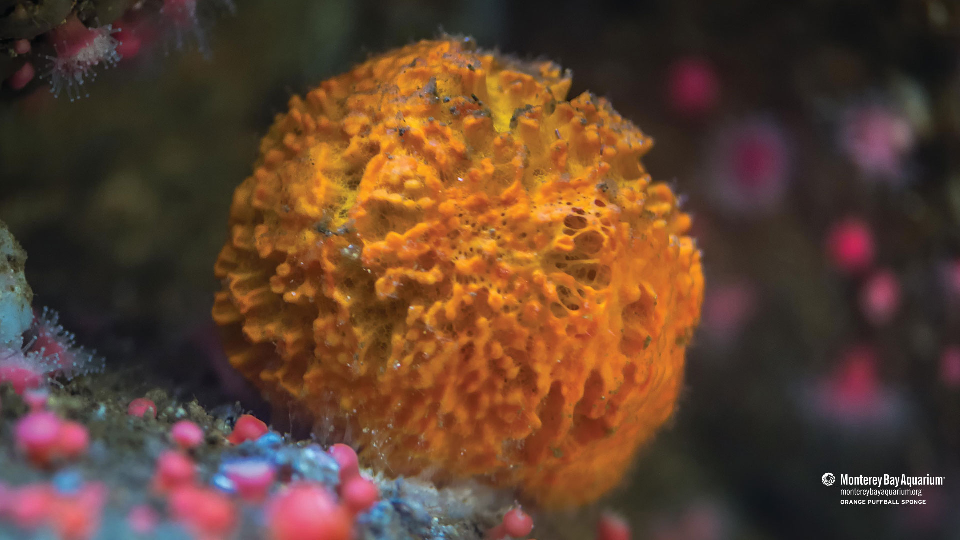 Orange puffball sponge wallpaper from the Monterey Bay Aquarium