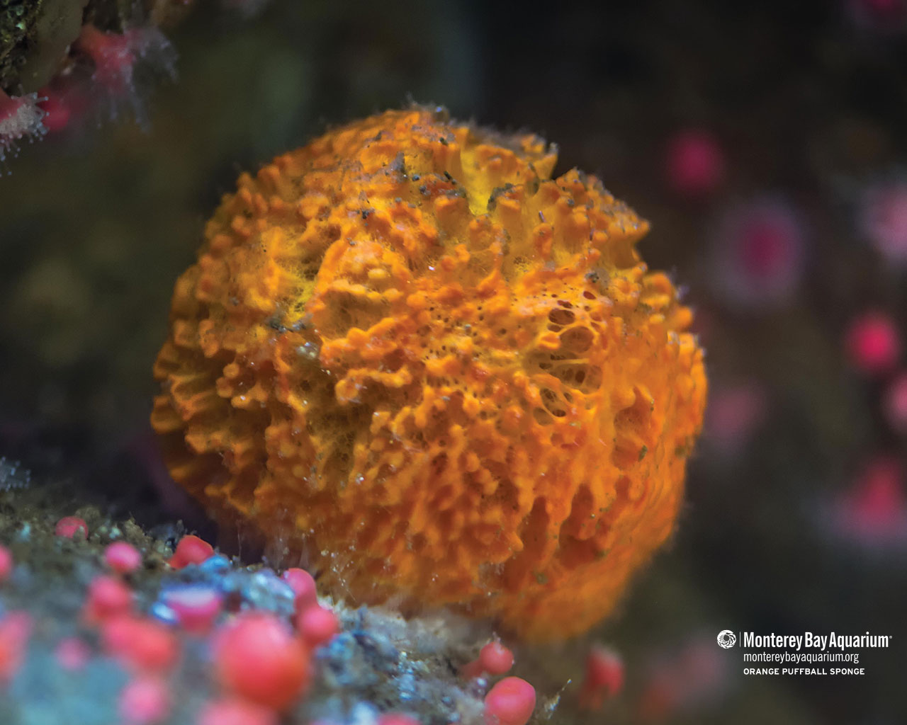 Orange puffball sponge wallpaper from the Monterey Bay Aquarium
