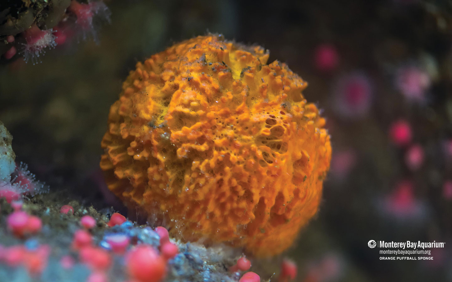 Orange puffball sponge wallpaper from the Monterey Bay Aquarium