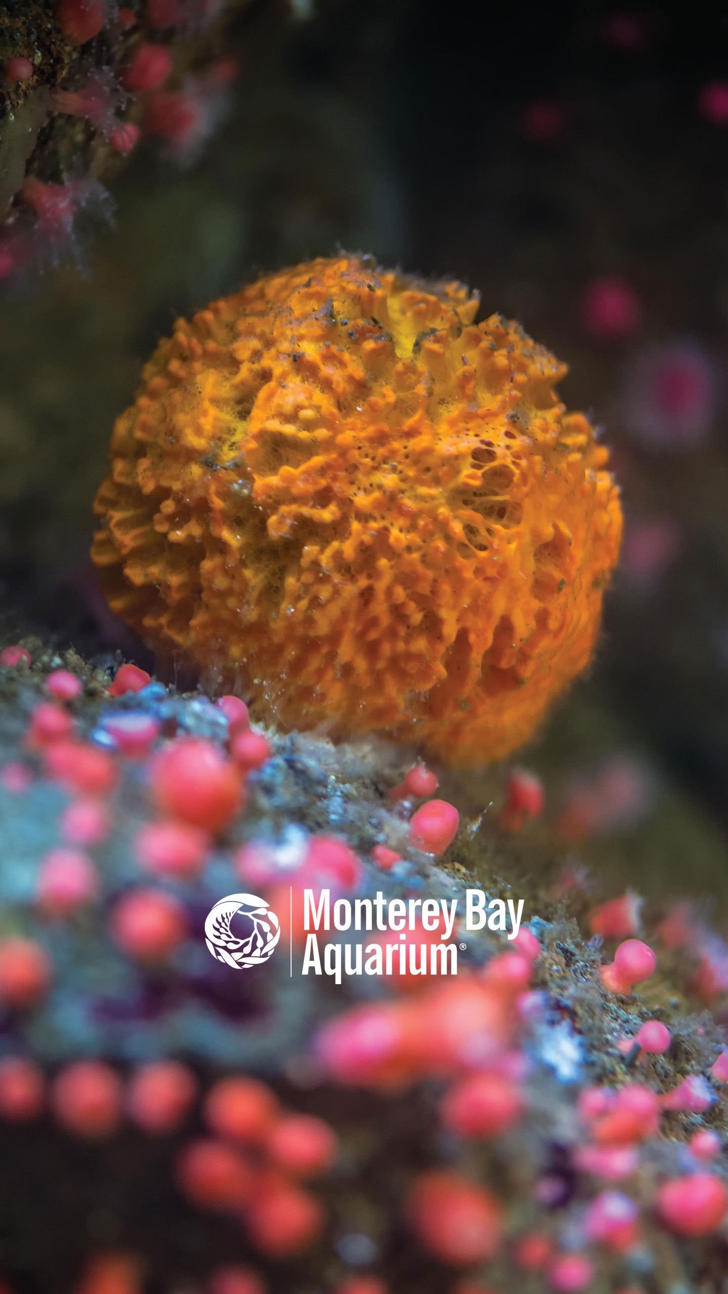Orange puffball sponge wallpaper from the Monterey Bay Aquarium