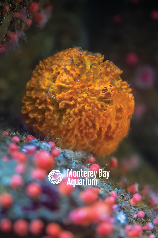 Orange puffball sponge wallpaper from the Monterey Bay Aquarium