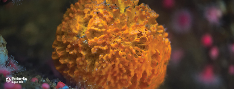 Orange puffball sponge wallpaper from the Monterey Bay Aquarium