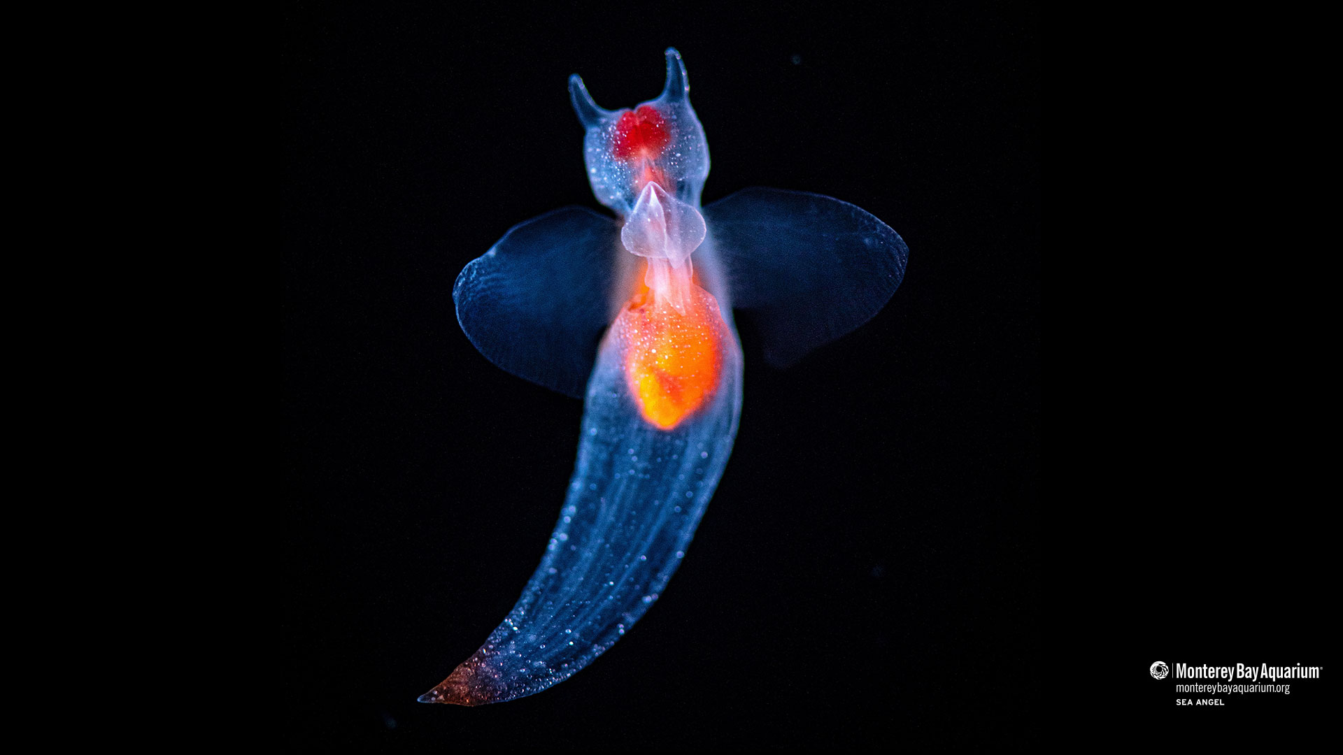 Angel Wallpapers For Widescreen