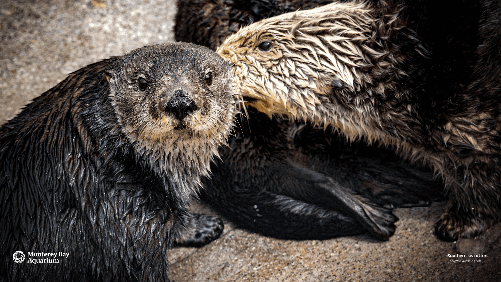 Sea Otter Hd Desktop