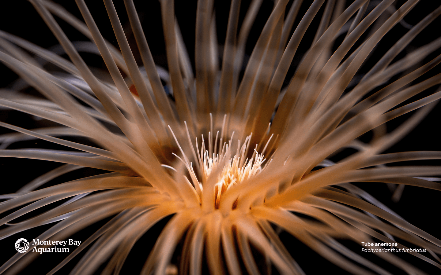 Tube anemone wallpaper from the Monterey Bay Aquarium