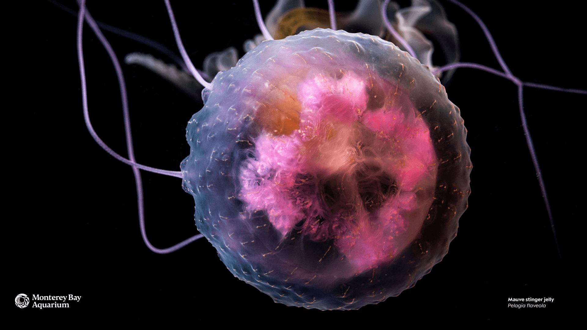 Mauve stinger jelly wallpaper from the Monterey Bay Aquarium