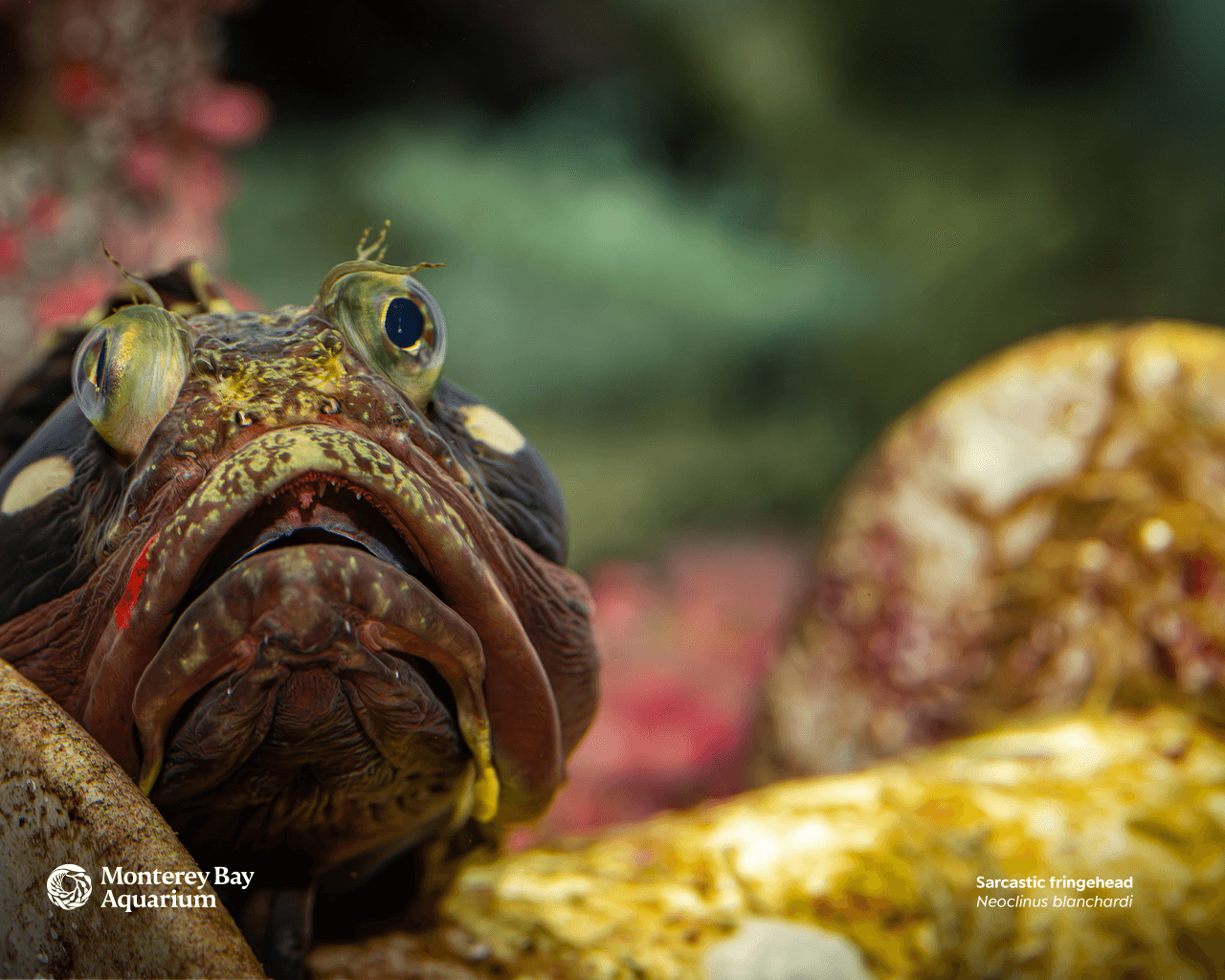 Sarcastic fringehead wallpaper from the Monterey Bay Aquarium