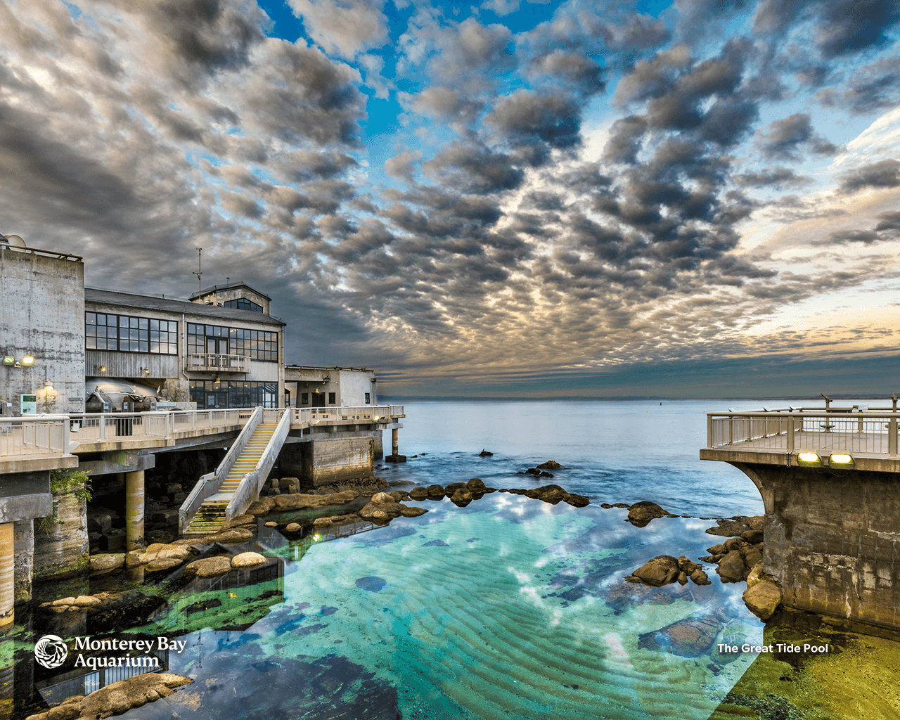 Great Tide Pool wallpaper from the Monterey Bay Aquarium