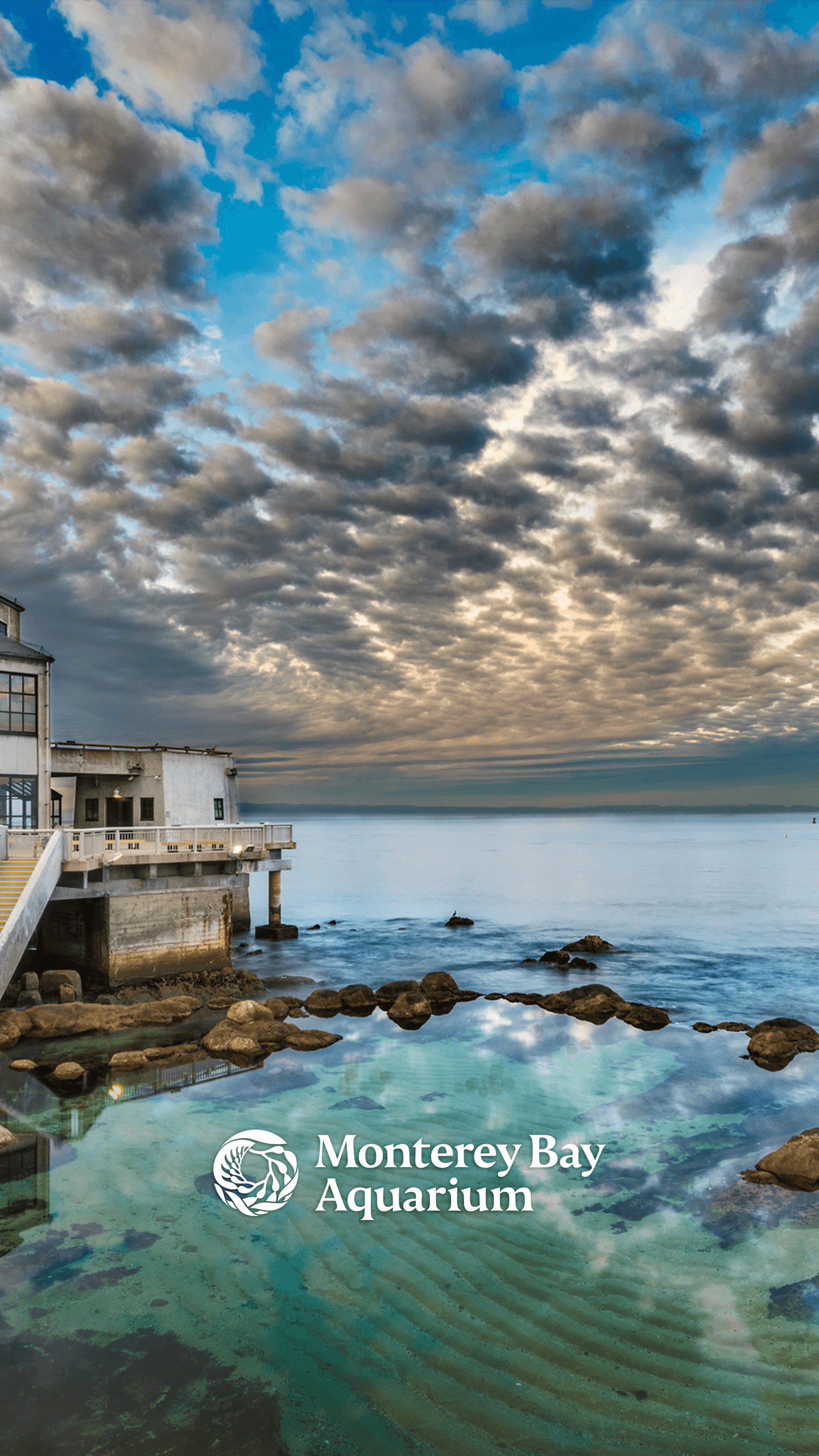 Great Tide Pool wallpaper from the Monterey Bay Aquarium
