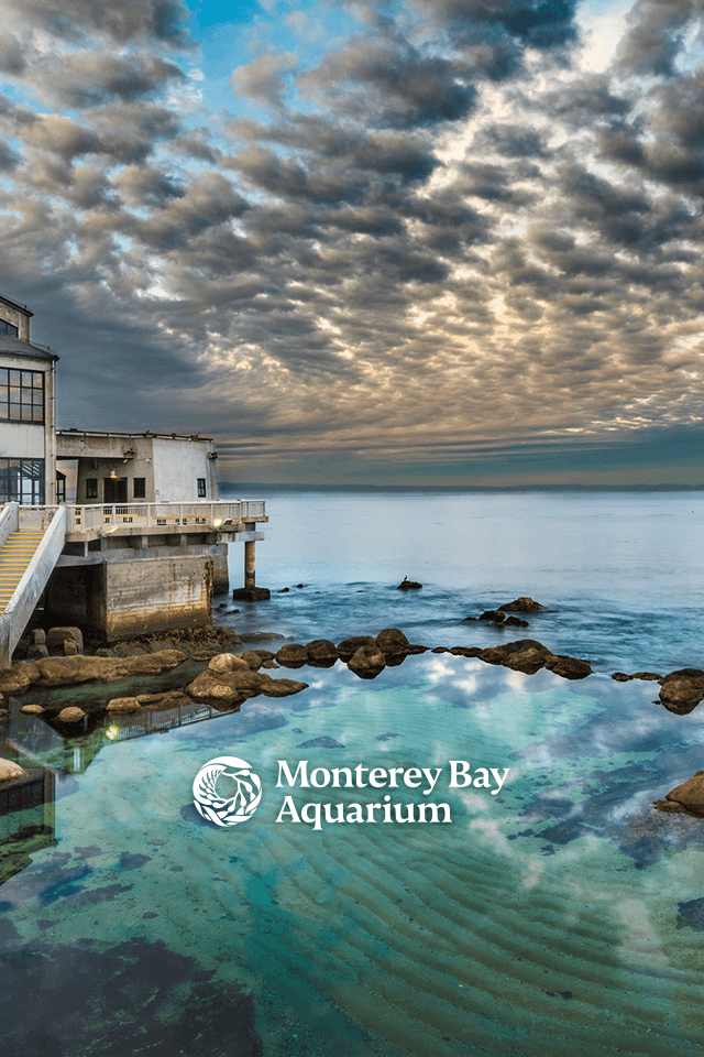 Great Tide Pool wallpaper from the Monterey Bay Aquarium