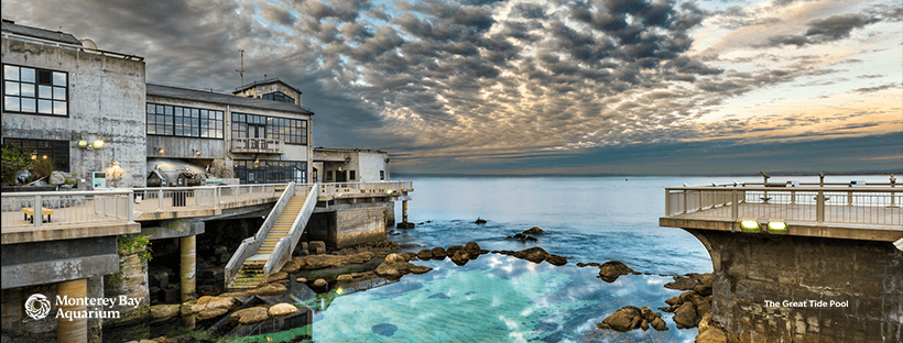Great Tide Pool wallpaper from the Monterey Bay Aquarium
