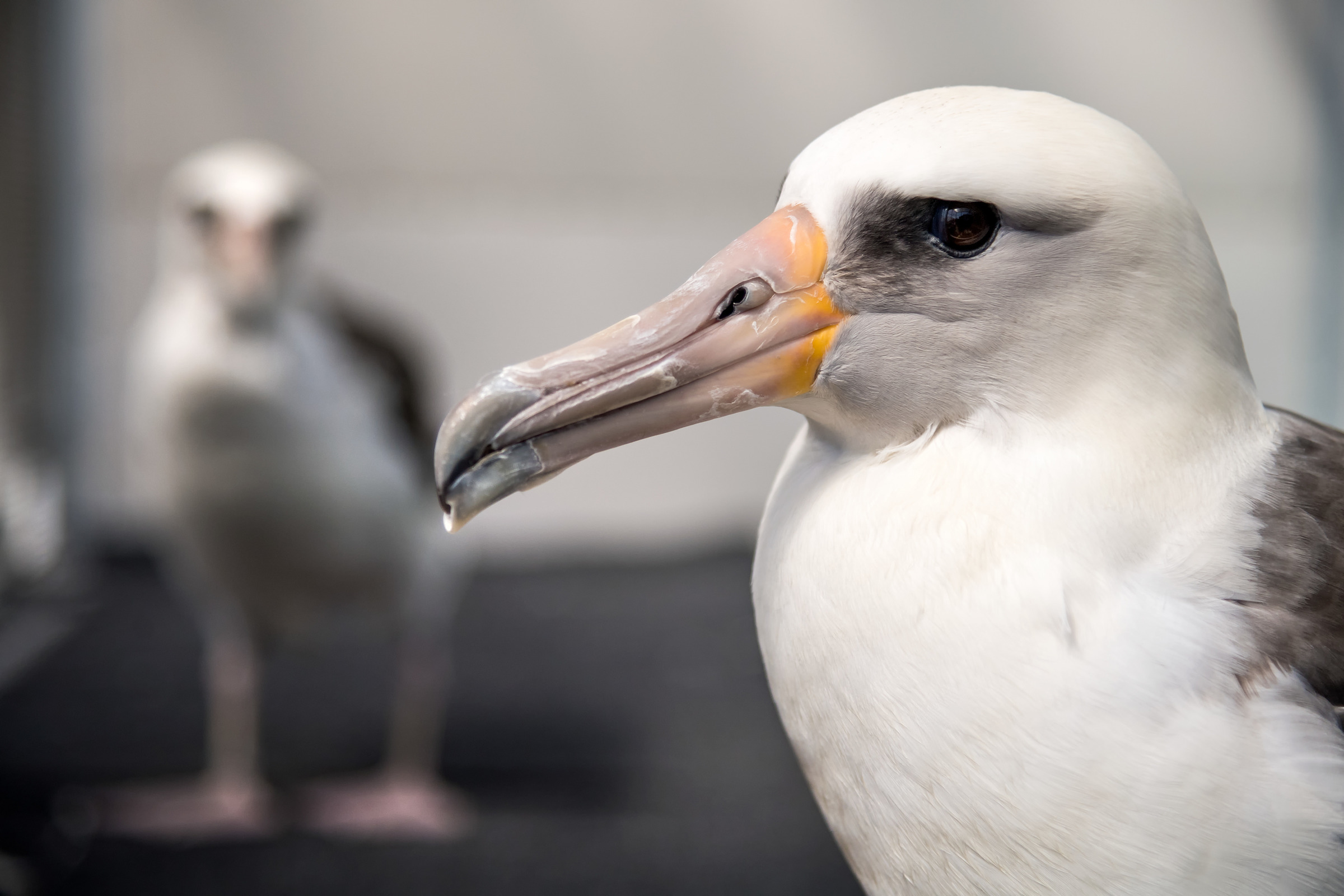 Makana the Laysan albatross wallpaper from the Monterey Bay Aquarium