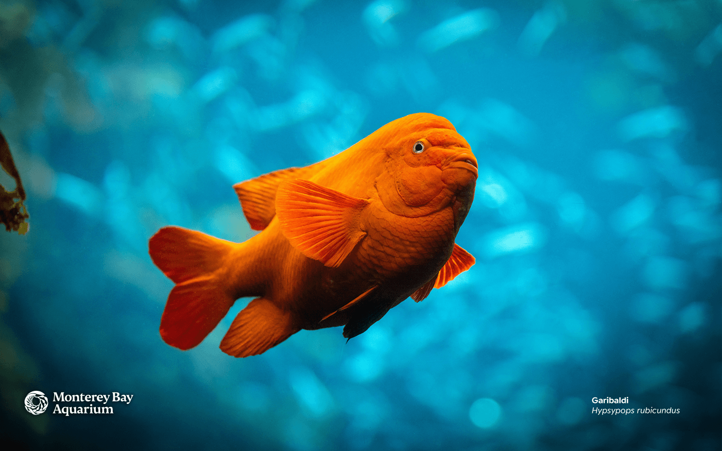 Wallpaper Widescreen High Resolution Fish 900+ Fish Background Images: