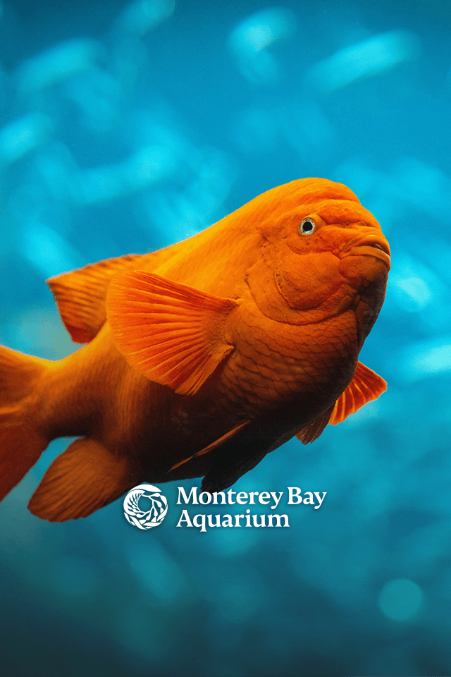 Garibaldi wallpaper from the Monterey Bay Aquarium