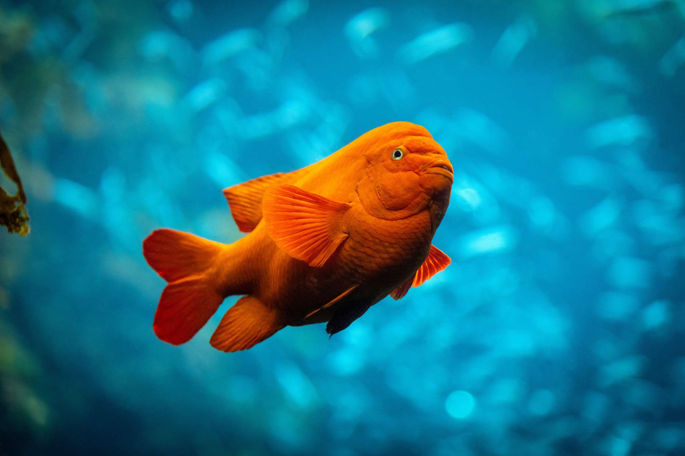 Garibaldi wallpaper from the Monterey Bay Aquarium
