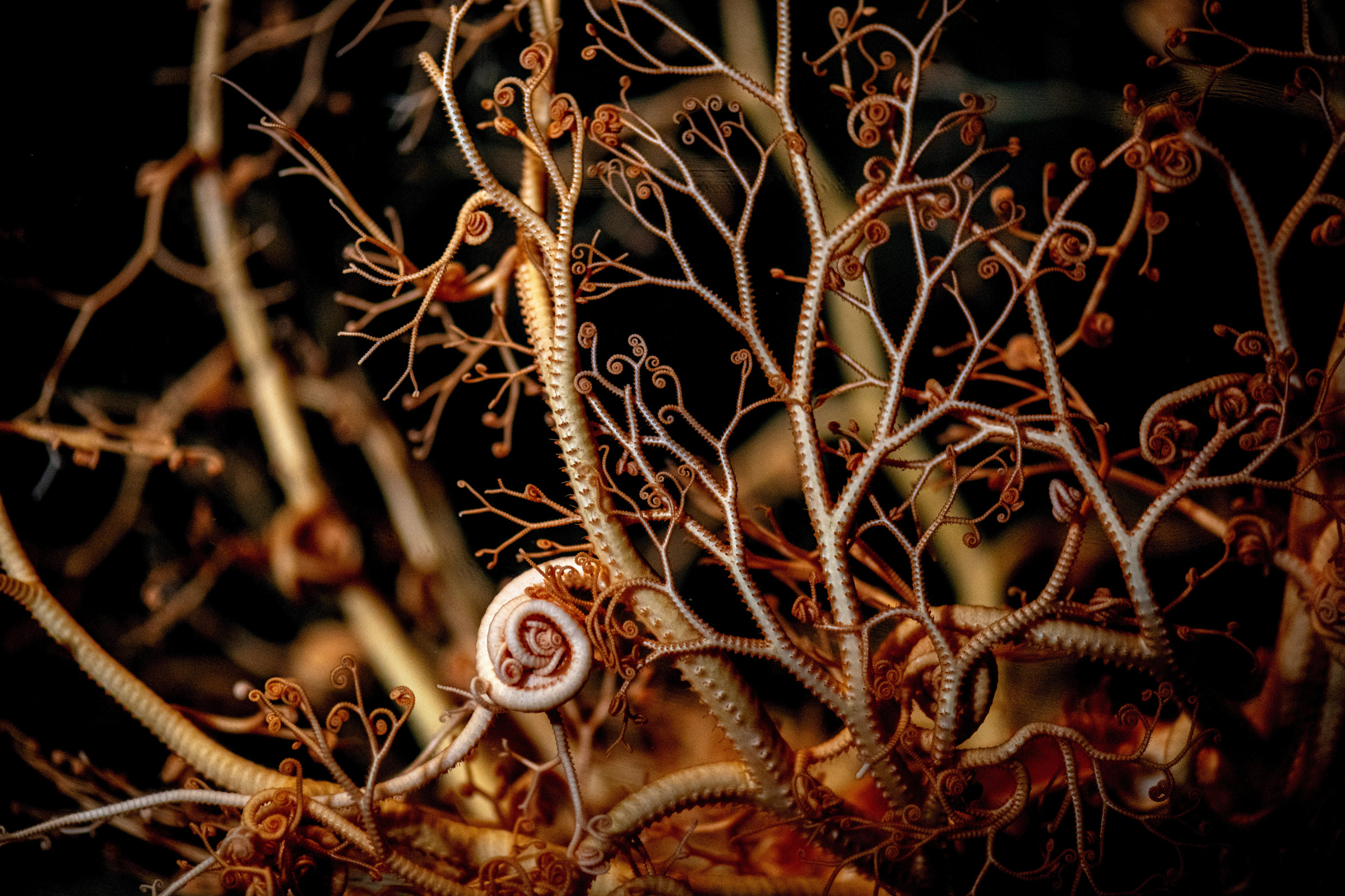 Basket star wallpaper from the Monterey Bay Aquarium