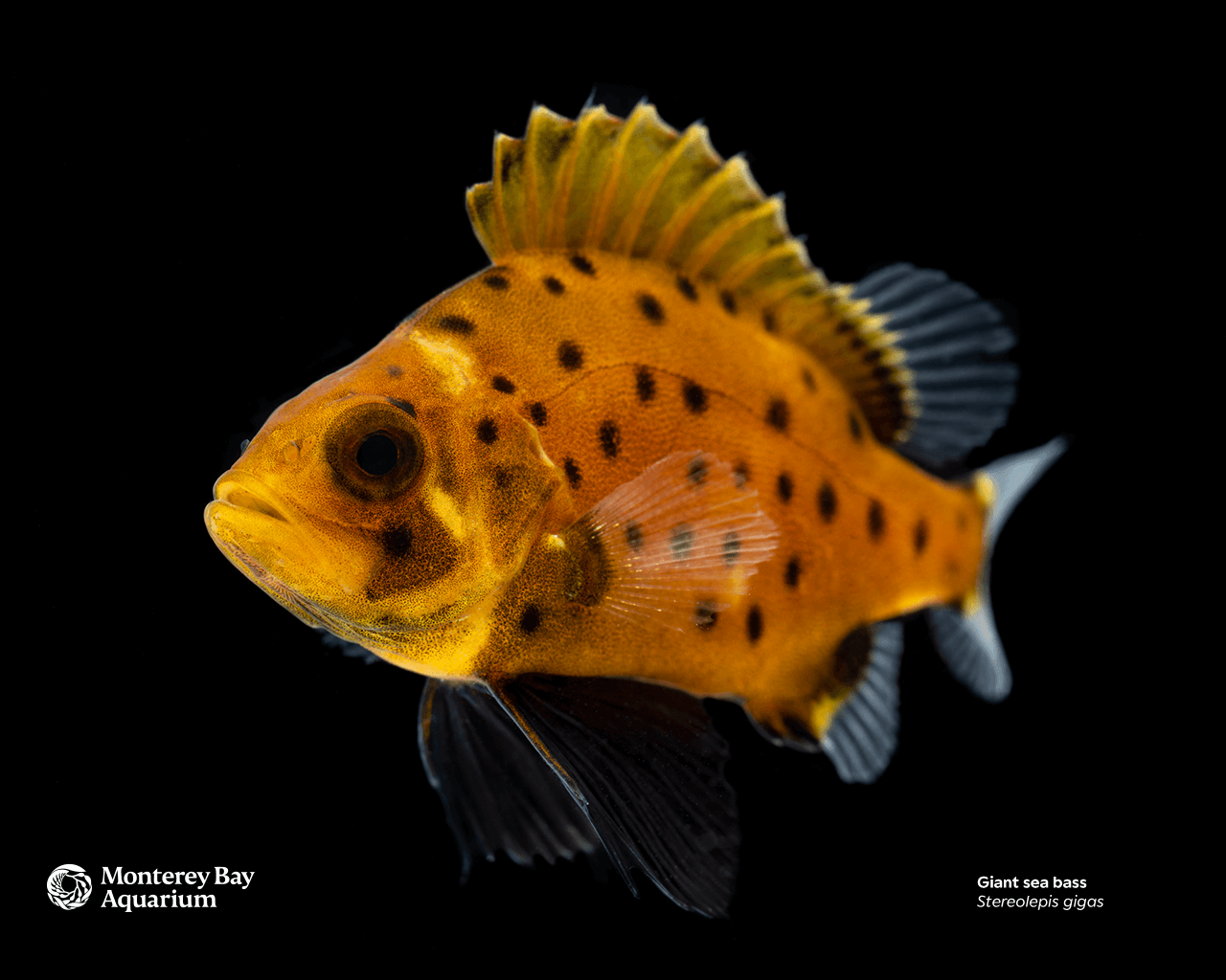 Juvenile giant sea bass wallpaper from the Monterey Bay Aquarium