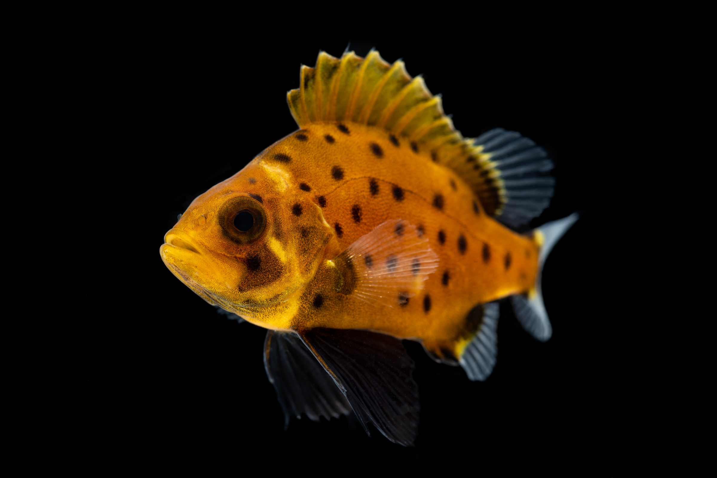 Fanfin anglerfish | Animals | Monterey Bay Aquarium