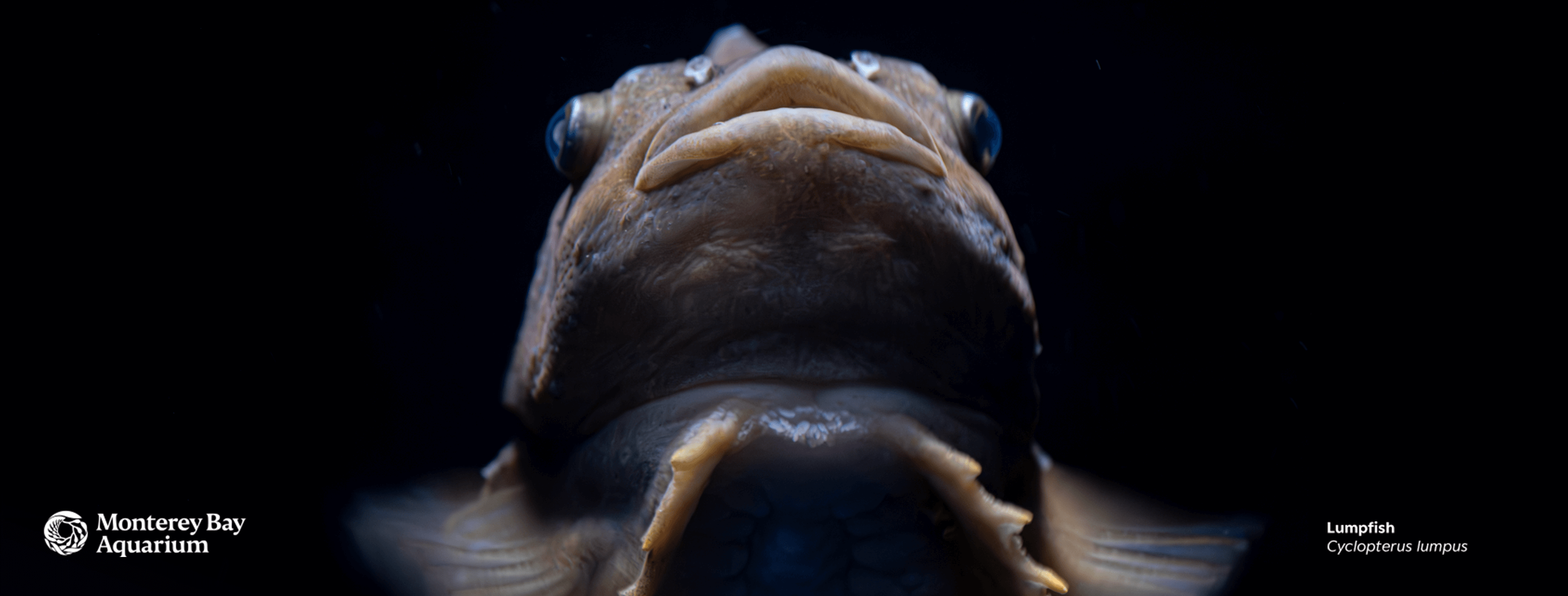 Lumpfish wallpaper from the Monterey Bay Aquarium