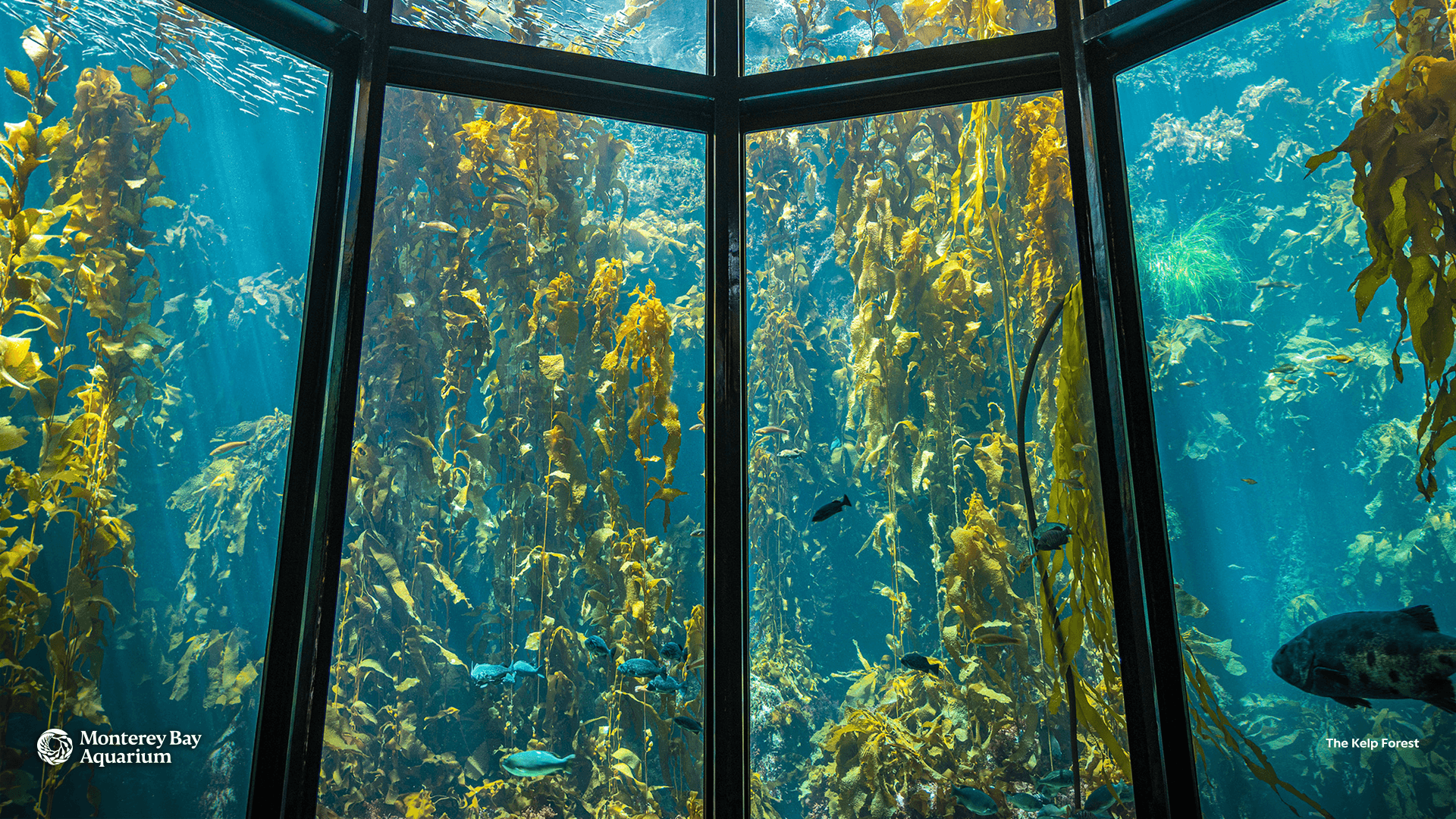 Kelp Forest wallpaper from the Monterey Bay Aquarium