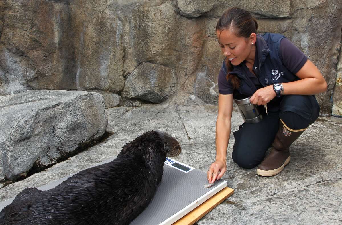 Animal training and enrichment | Monterey Bay Aquarium
