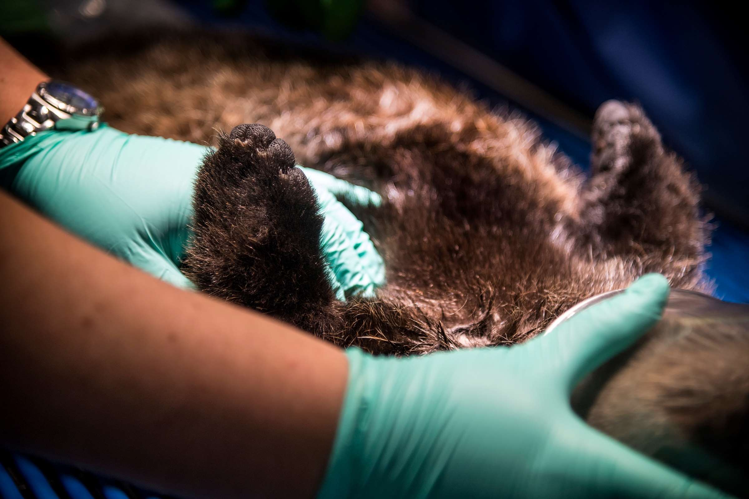 New support for our sea otter recovery work | Monterey Bay Aquarium
